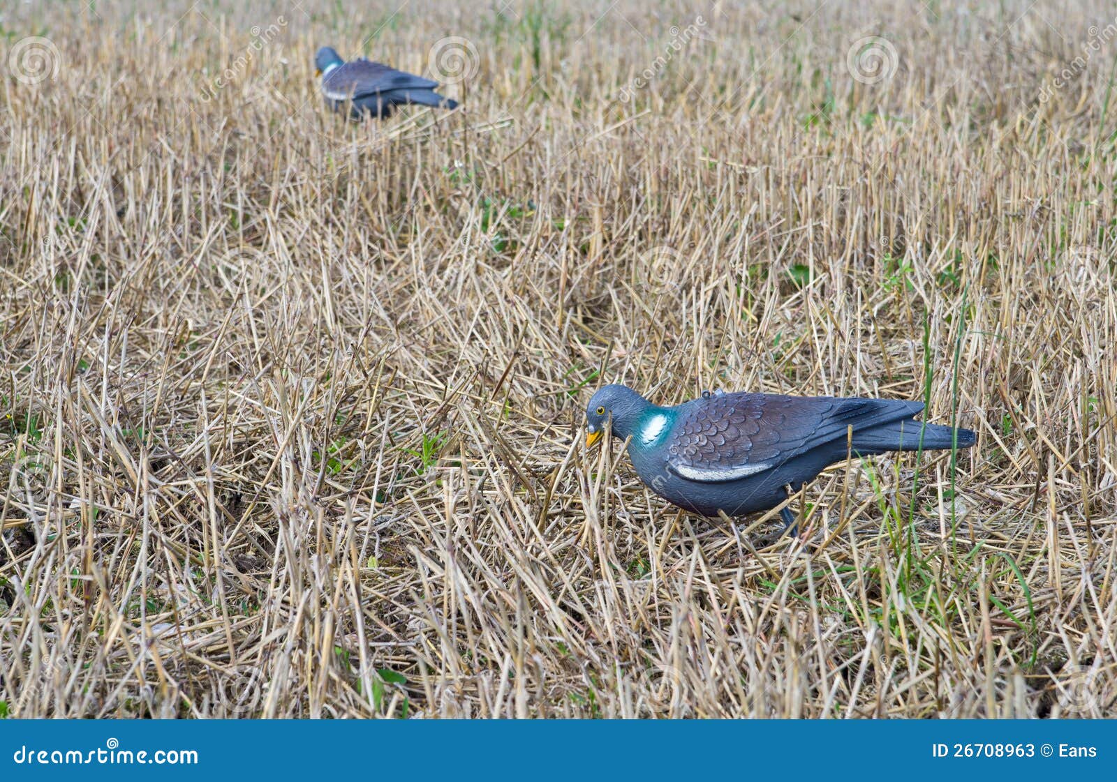 Pigeon decoy on field stock image. Image of field, wild - 26708963