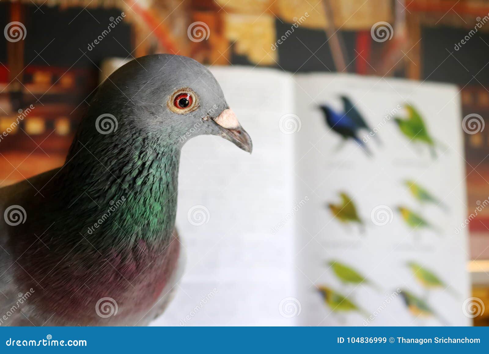 The Pigeon on the Desk with a Bird Guide. Stock Image - Image of ...
