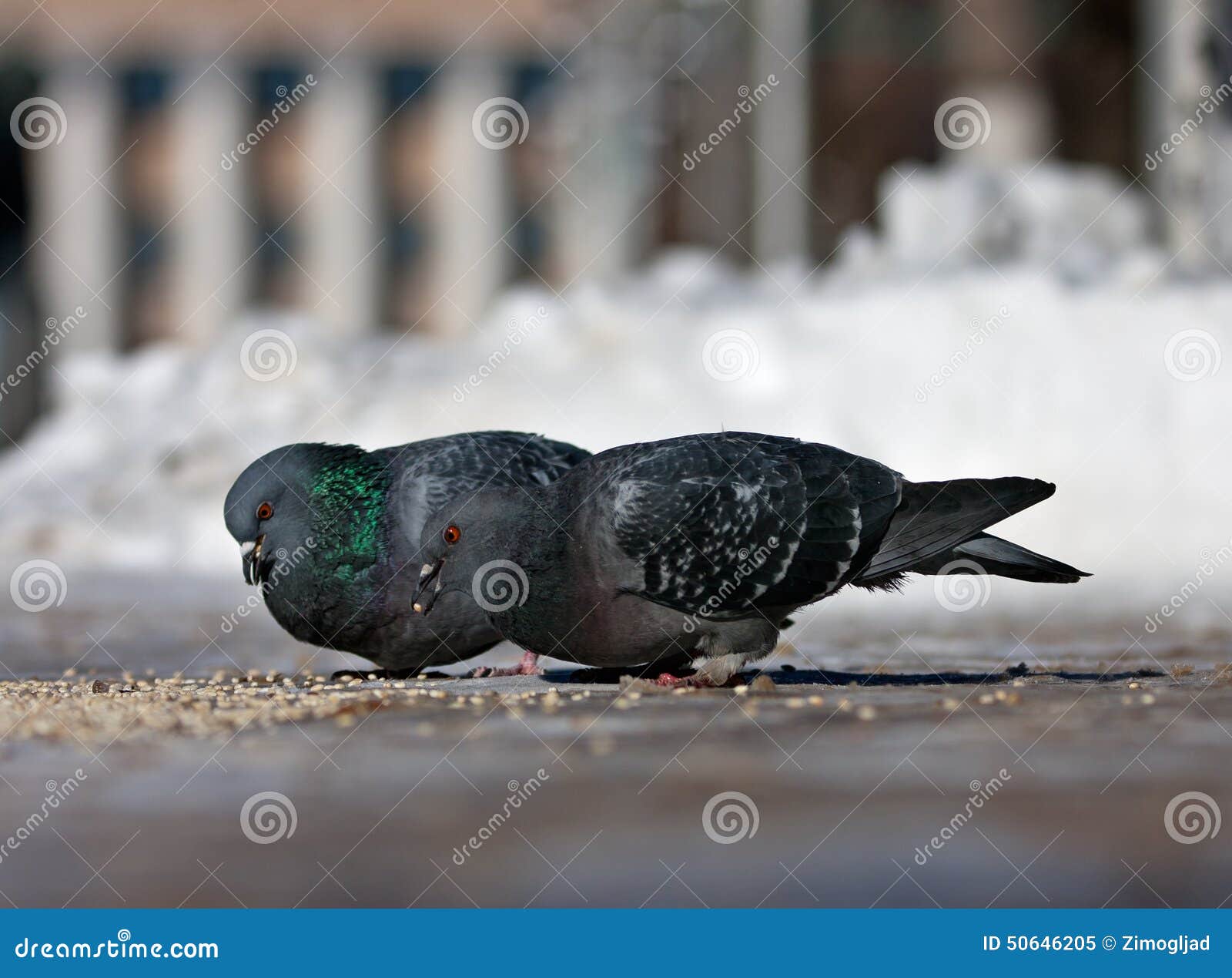 Pigeon dinner. stock image. Image of pigeons, summer - 50646205