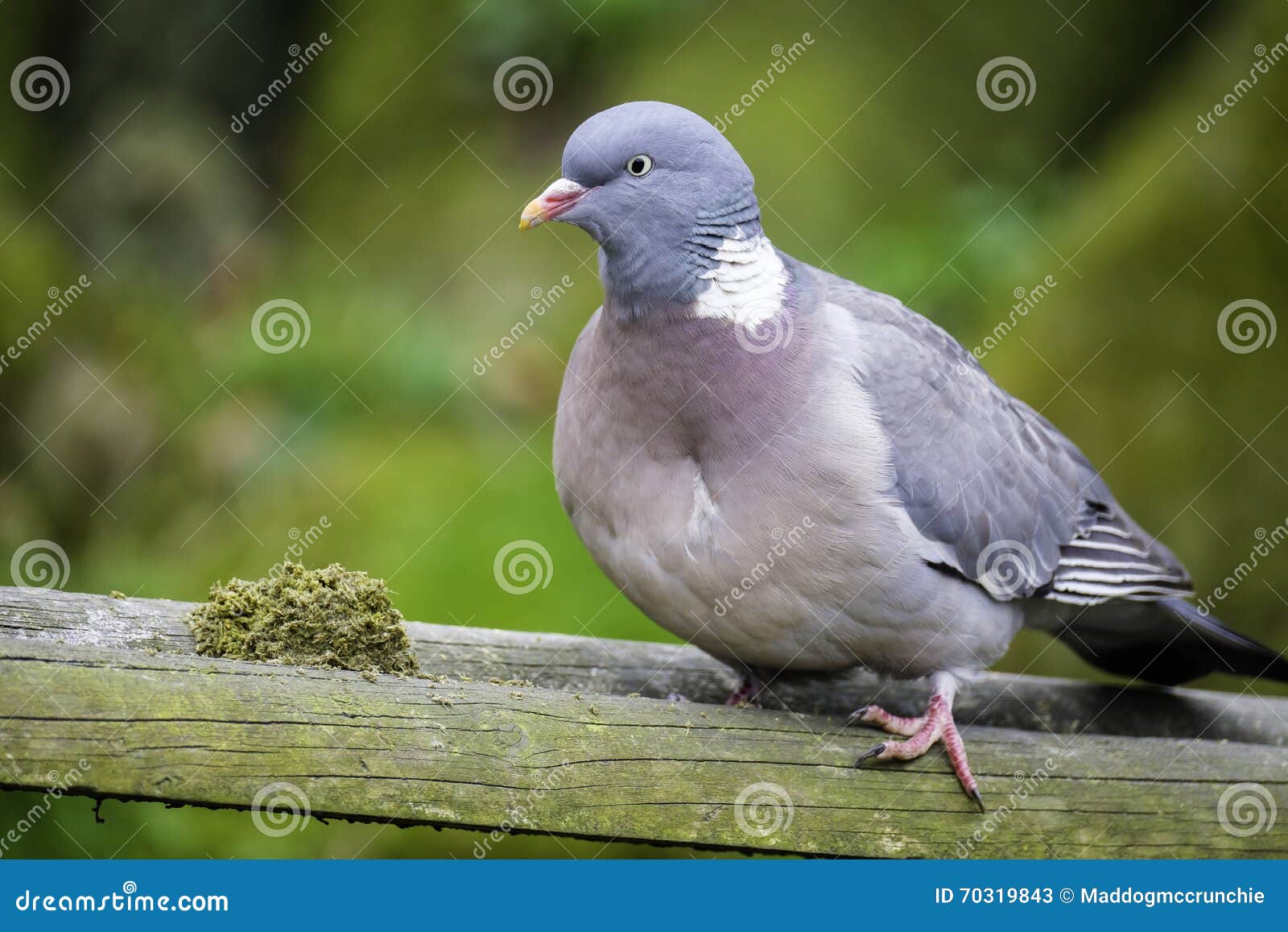 Pigeon Dinner Time stock image. Image of pigeons, family - 70319843