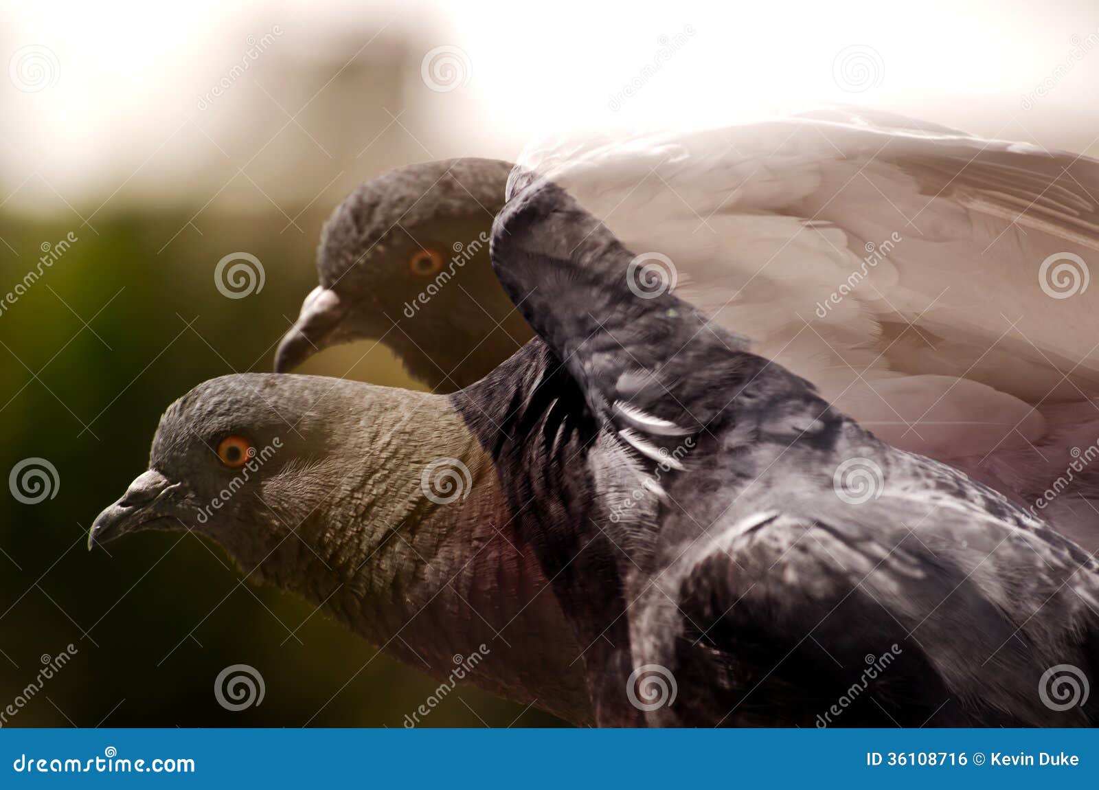 The pigeon in motion. stock photo. Image of flying, action - 36108716
