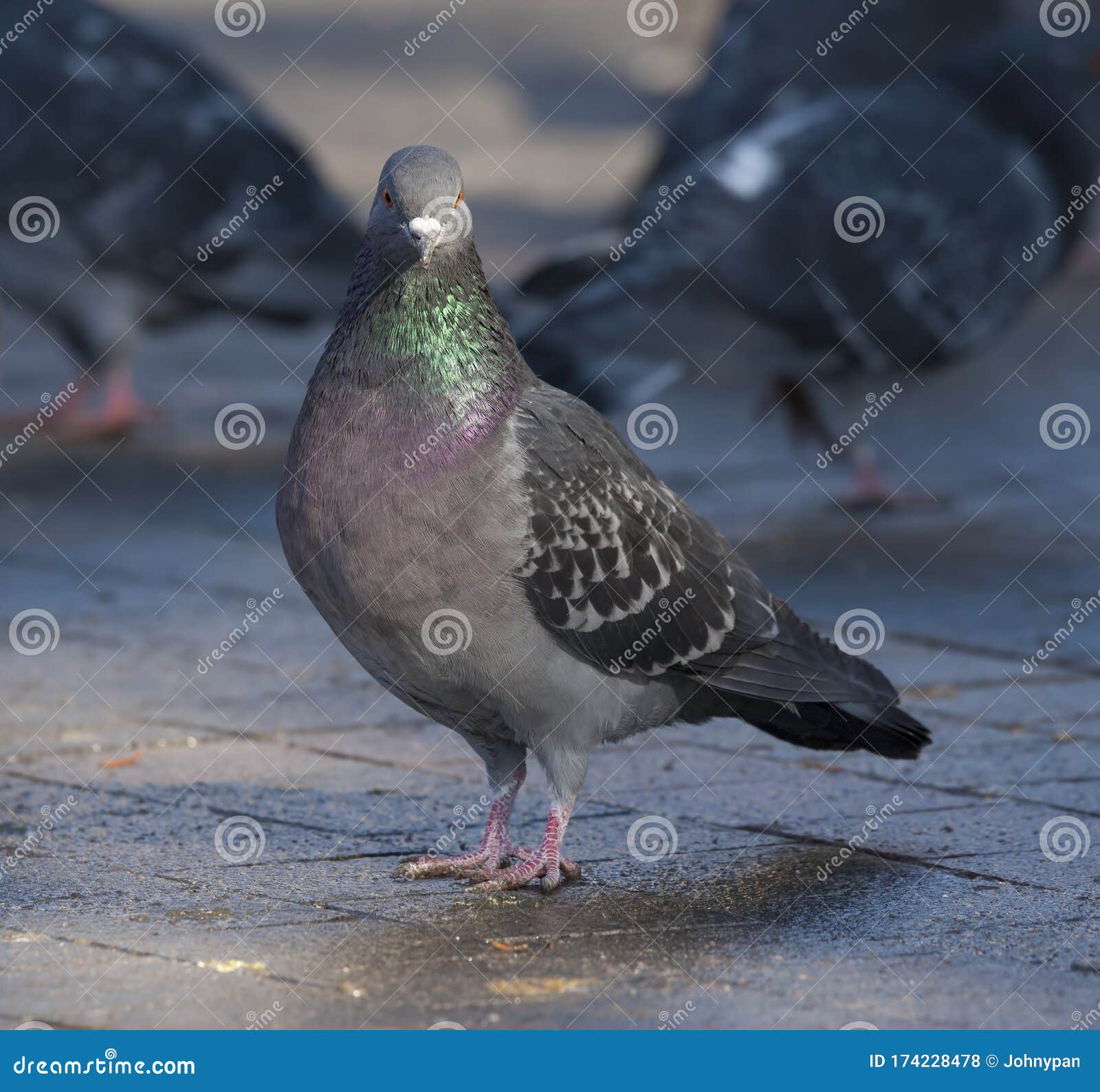 Pigeon or dove bird stock photo. Image of gray, wildlife - 174228478