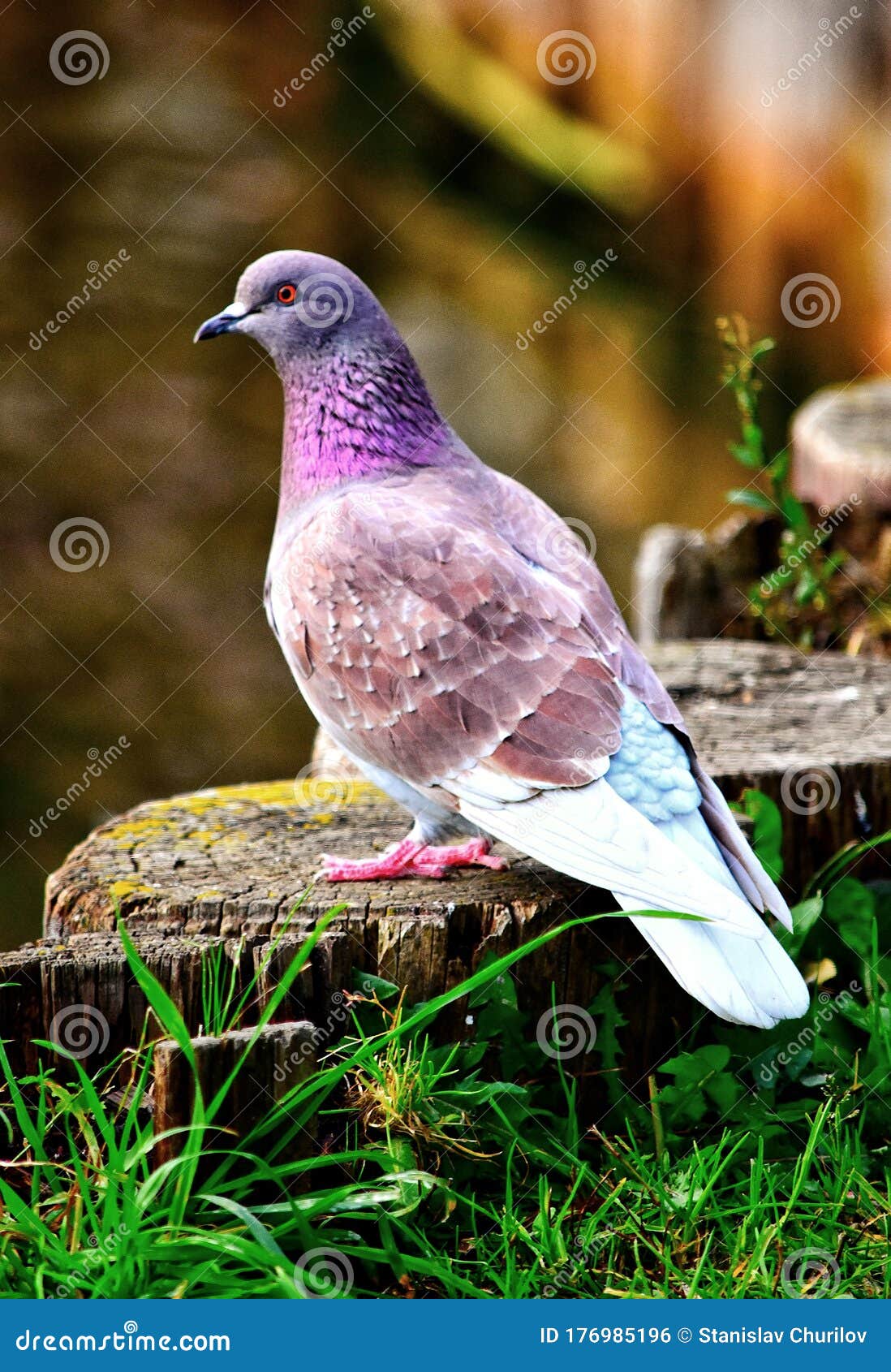 Pigeon Dove Bird Colorful Beautiful Stock Photo - Image of pigeon, bird ...