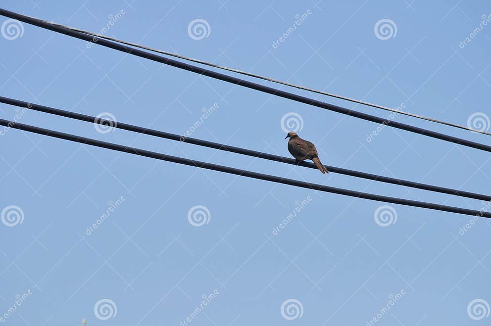 Pigeon, dove on the cable stock image. Image of look - 219951045