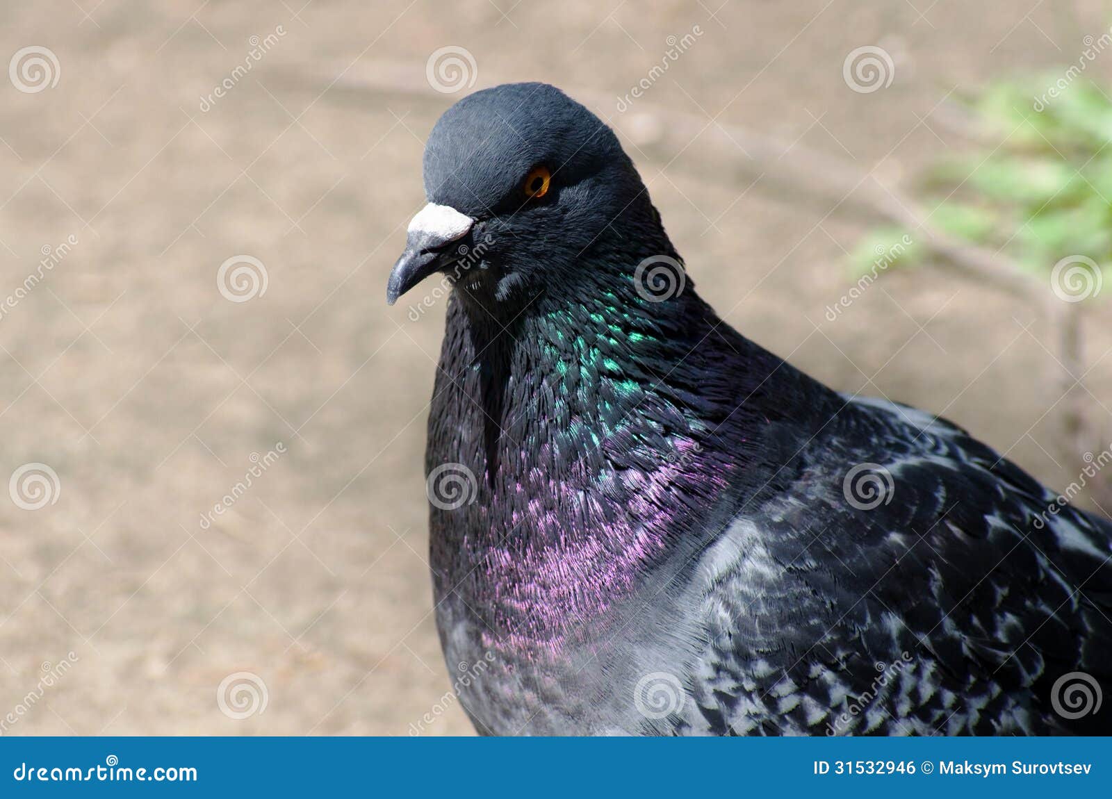Pigeon dove-coloured stock photo. Image of outdoors, bird - 31532946