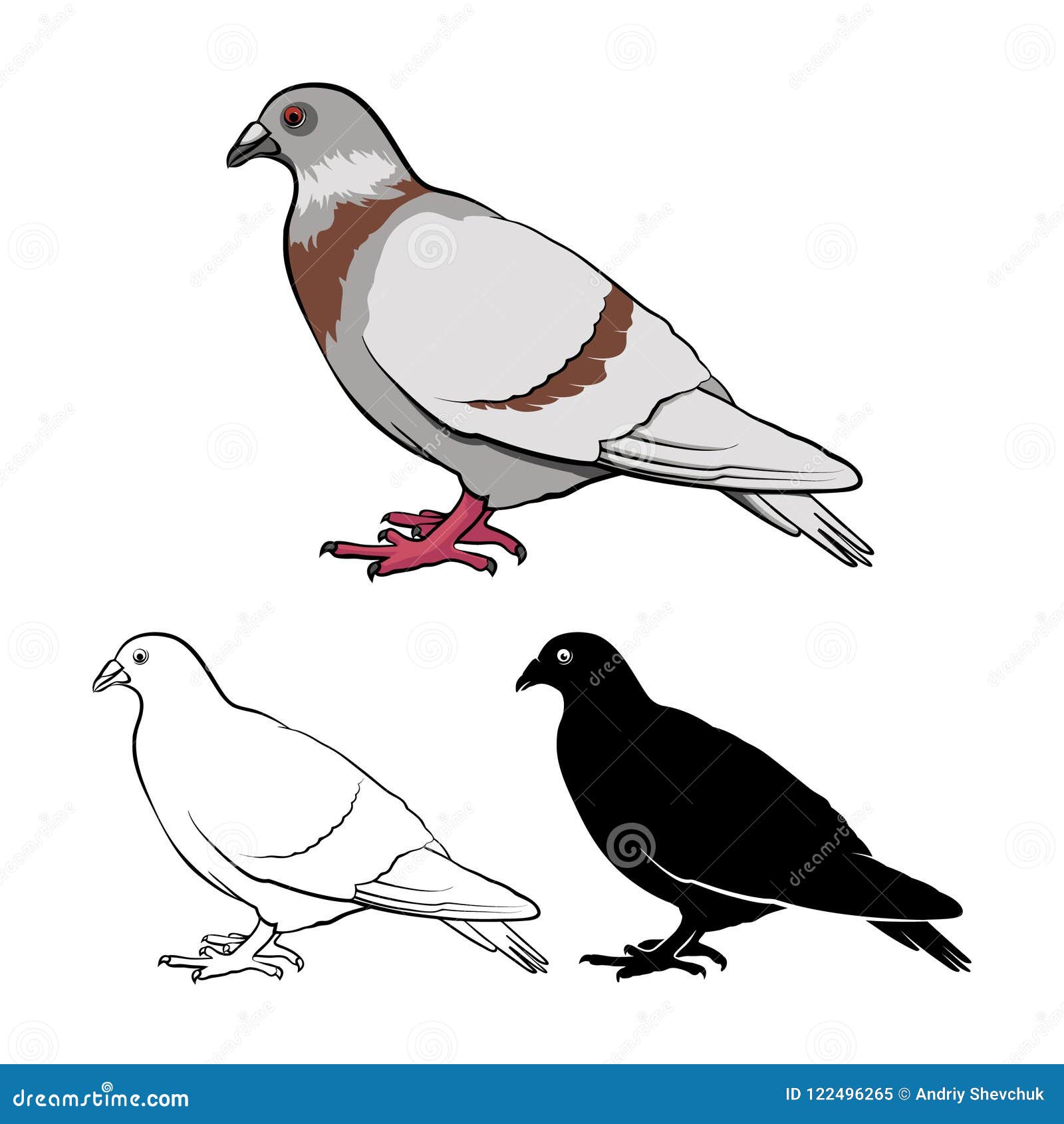 Pigeon or Dove Stock Vector Illustration Stock Vector - Illustration of ...