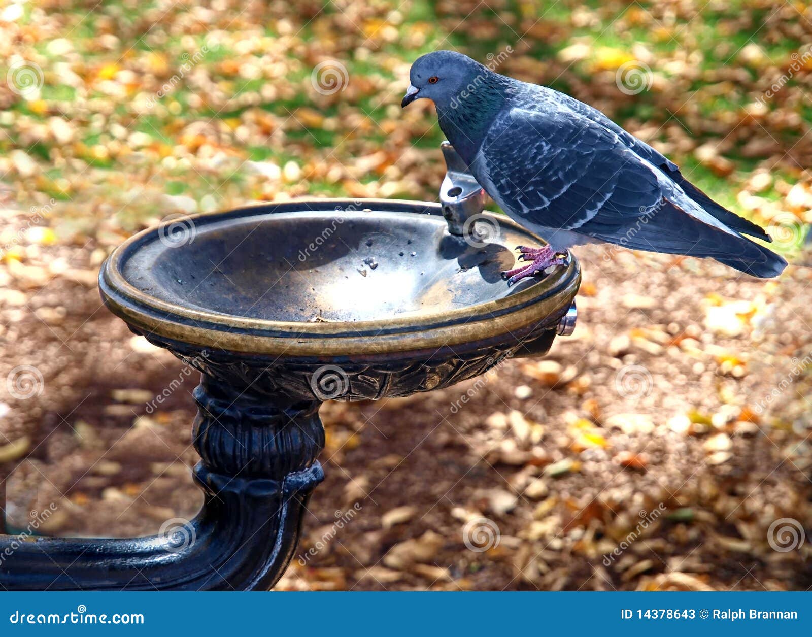 Pigeon at Drinking Fountain Stock Image - Image of sunshine, black ...