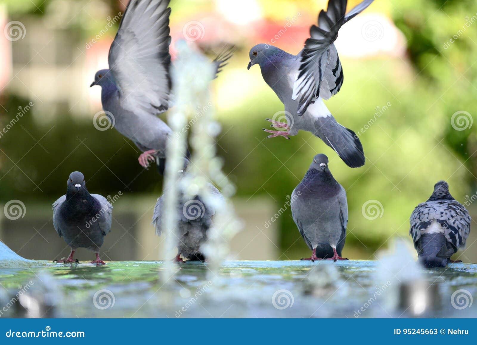 Pigeon Drinking and Playing Water in the Fountain. Stock Image - Image ...