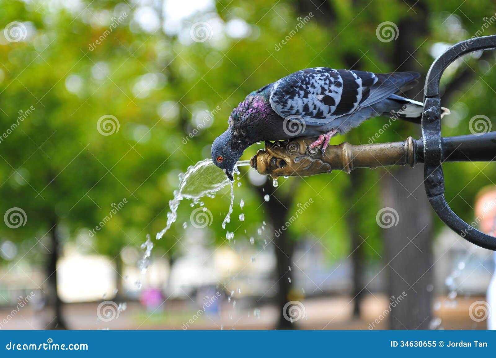 Pigeon drinking water stock image. Image of liquid, water - 34630655