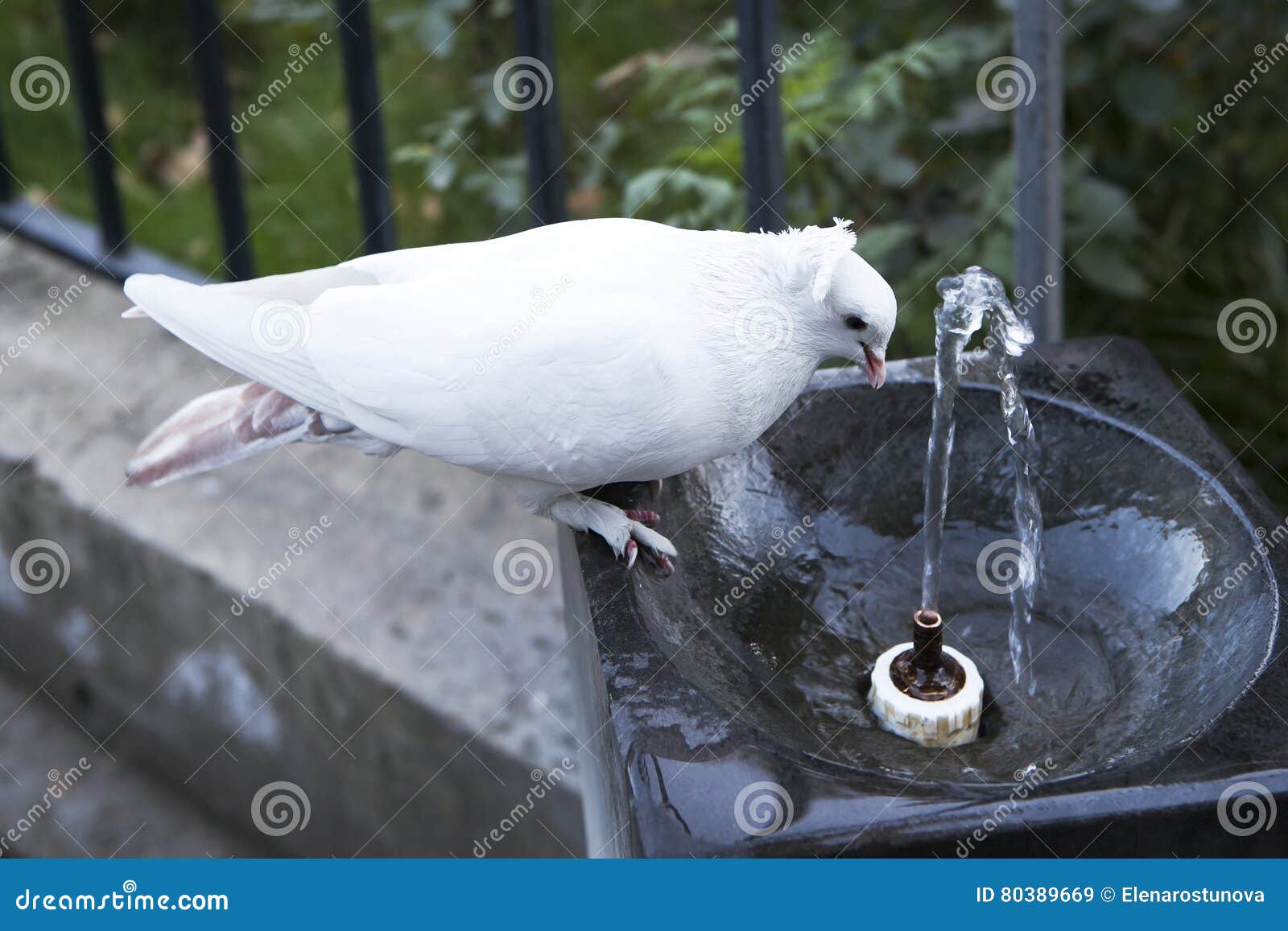Pigeon Drinking Water on a Hot Summer Day Stock Image - Image of clean ...