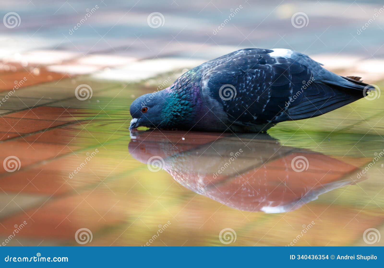 A Pigeon is Drinking Water from a Puddle Stock Photo - Image of ...