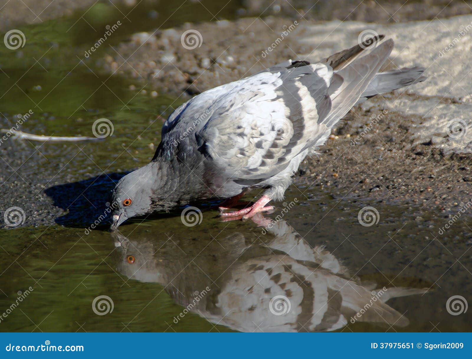 Pigeon Drinks Water from Puddle Stock Image - Image of fauna, animal ...