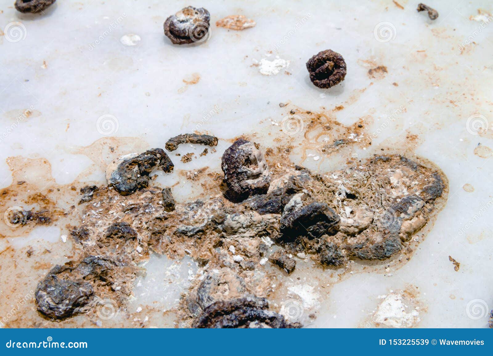 Pigeon Droppings on the Windowsill Stock Image - Image of excrement ...