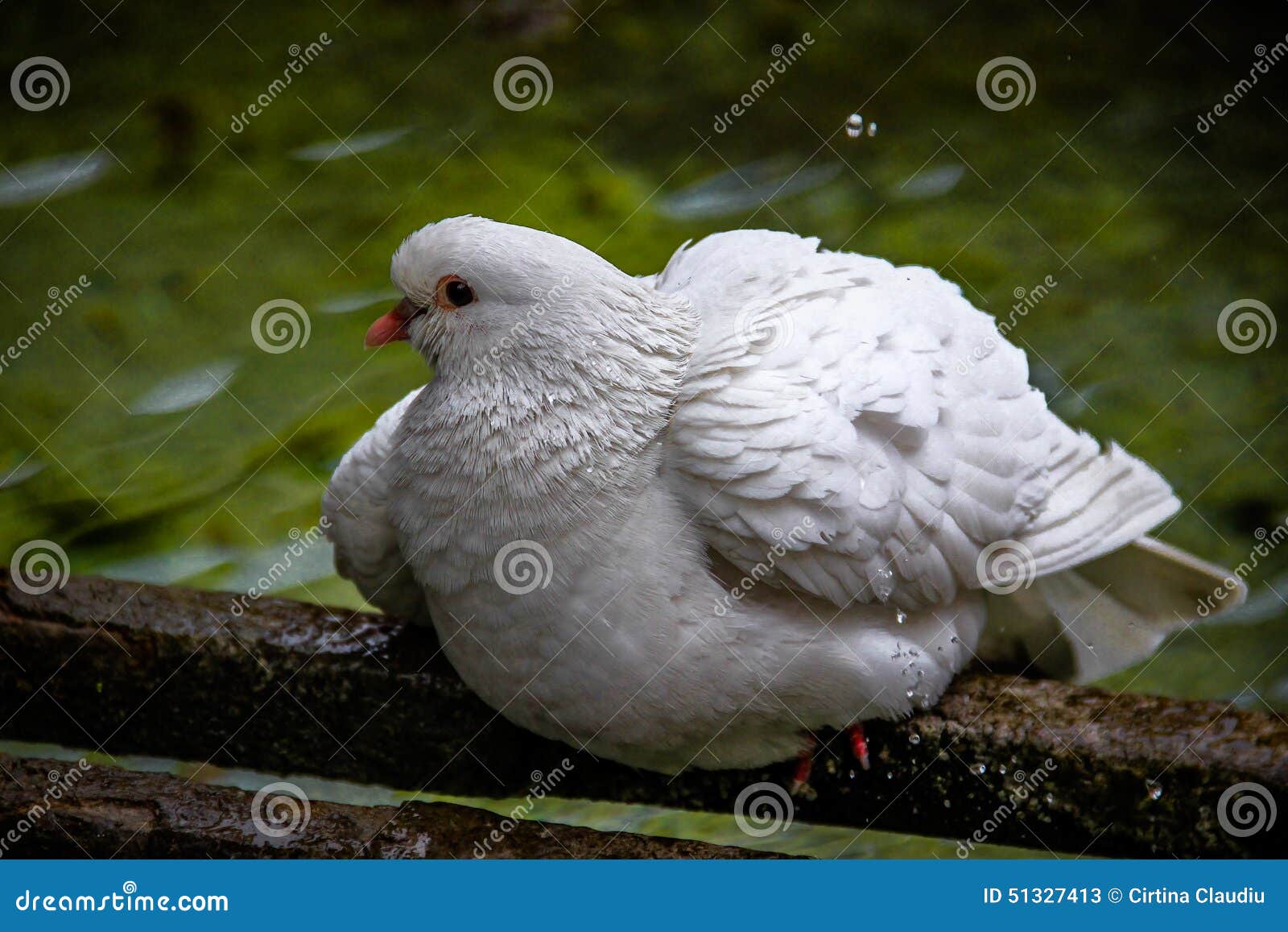Pigeon stock image. Image of pigeon, nature, water, city - 51327413