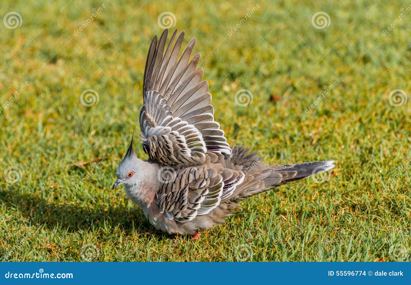 Pigeon drying a wing stock photo. Image of grass, drying - 55596774