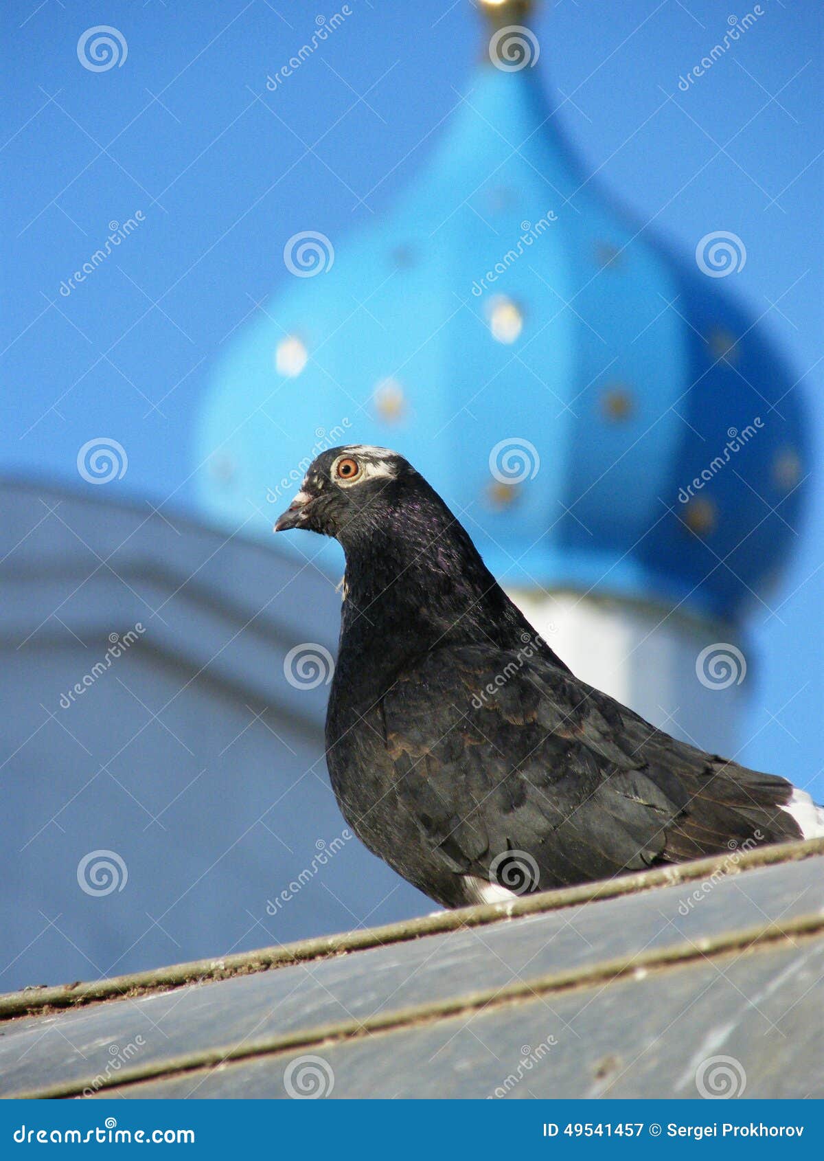 A pigeon in Easter stock image. Image of symbol, summer - 49541457