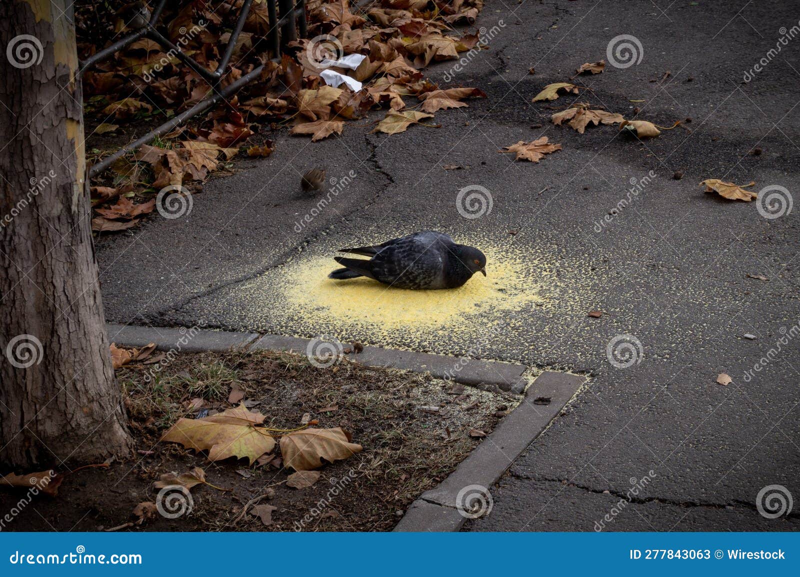 Pigeon Eating Cornmeal Dropped on the Asphalt Stock Image - Image of ...