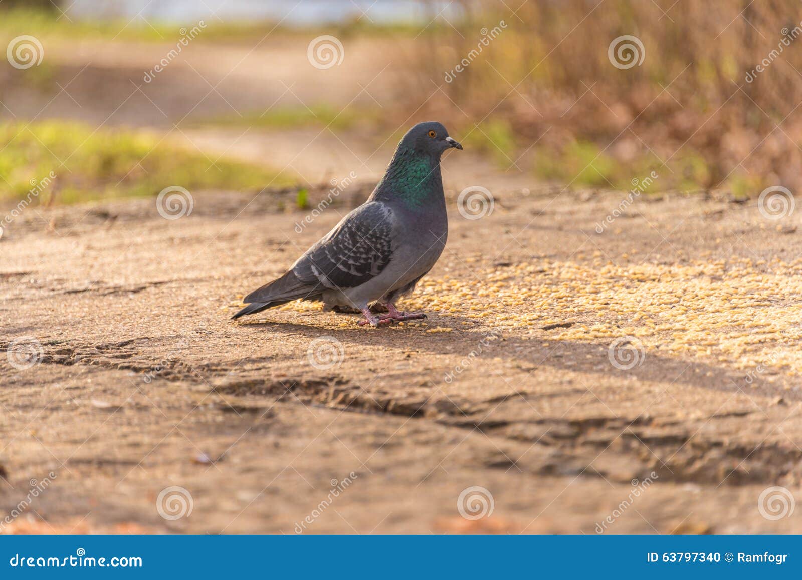 A pigeon eating grain stock photo. Image of feather, sunlight - 63797340