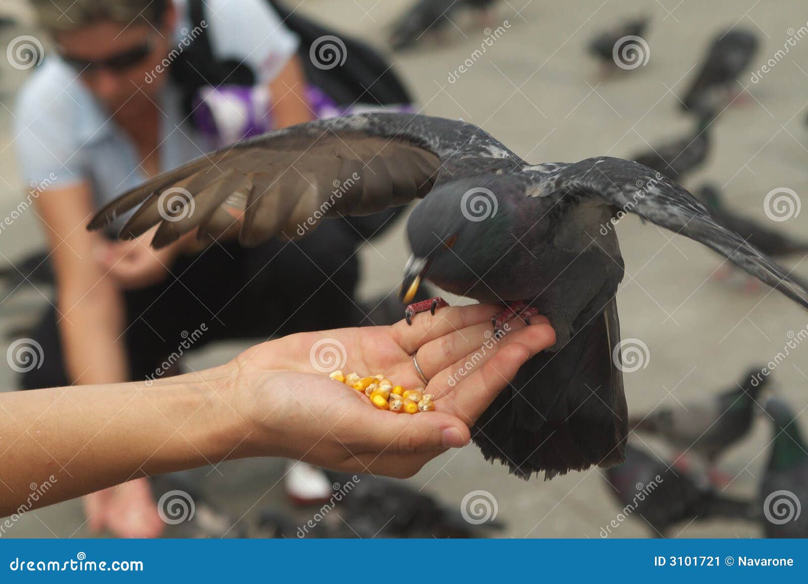 Pigeon In Vet Hand On X-ray. Bird X-ray, Animal Veterinary Radiography ...