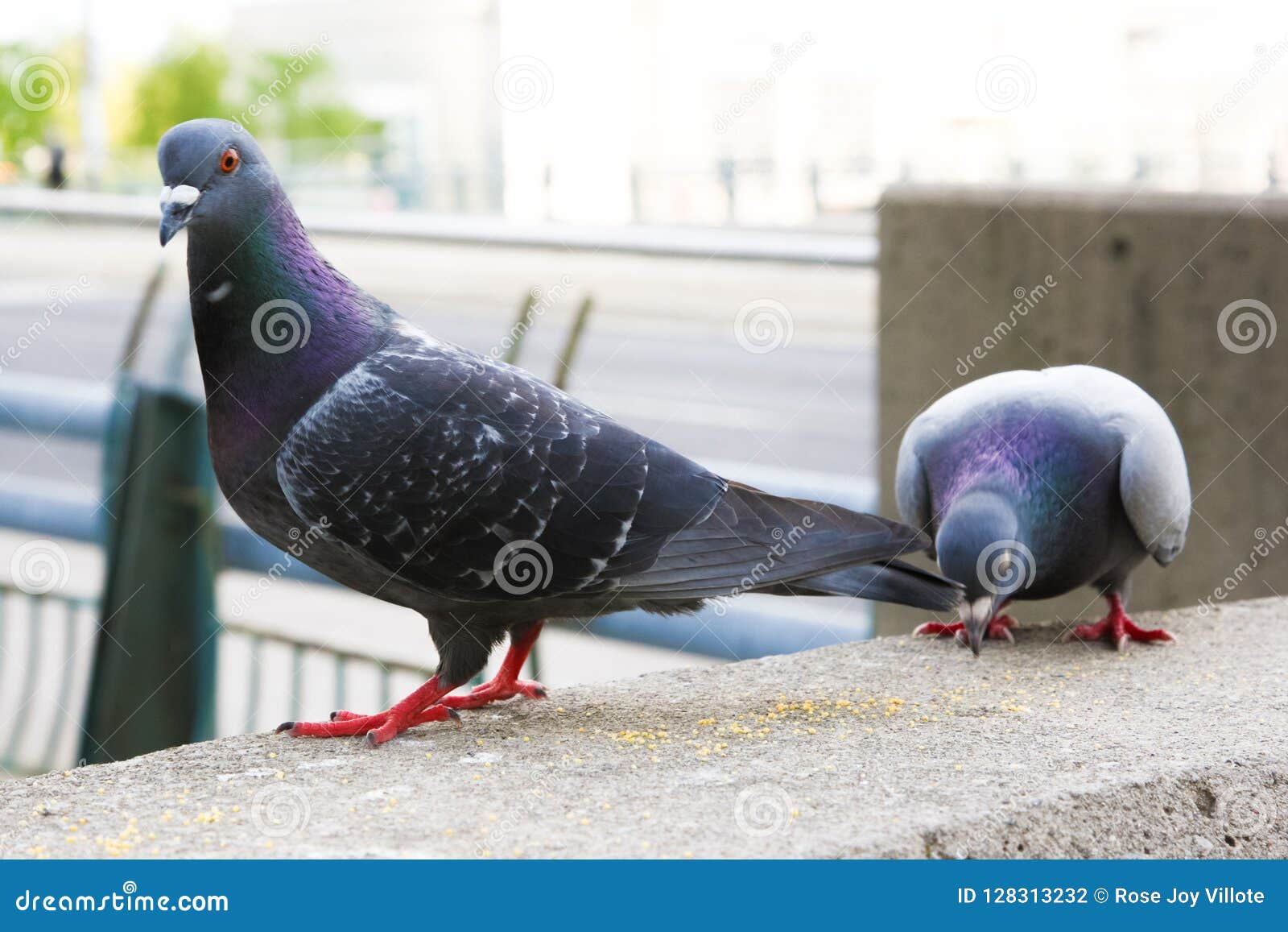 Pigeon eating seeds stock photo. Image of outdoor, close - 128313232