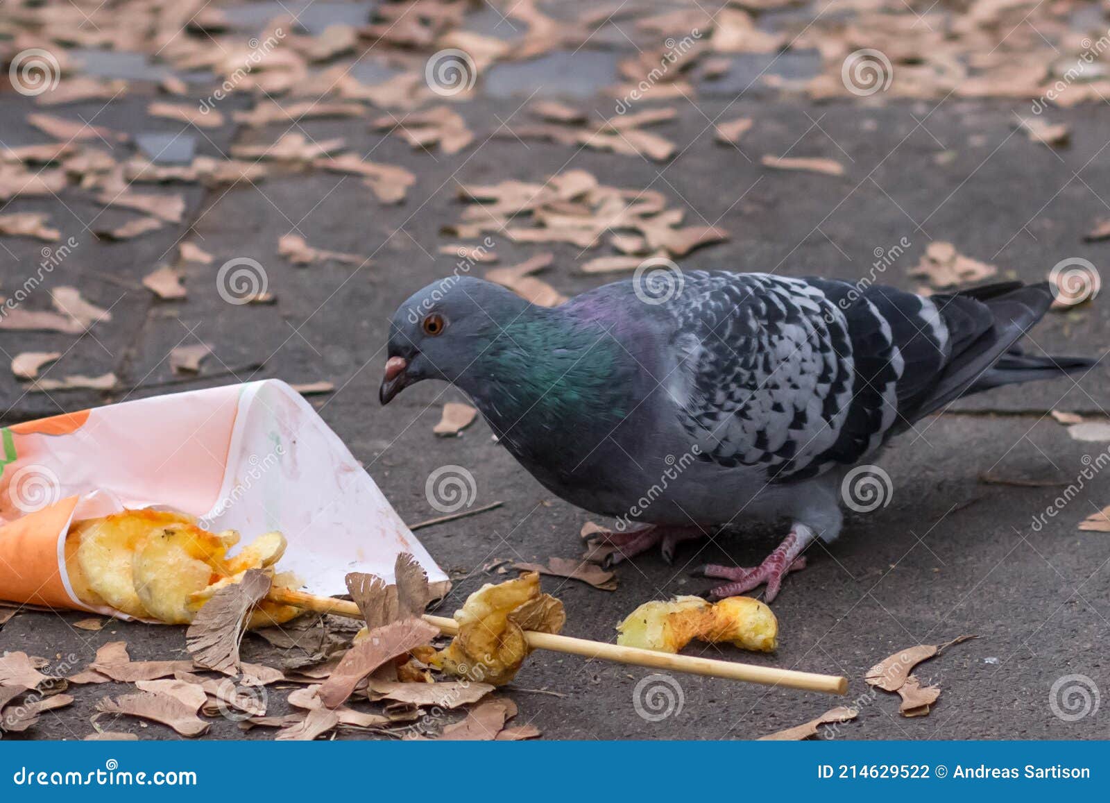 Pigeon Eats Leftover Pizza on the Street. Pigeon Eats Leftover Pizza ...