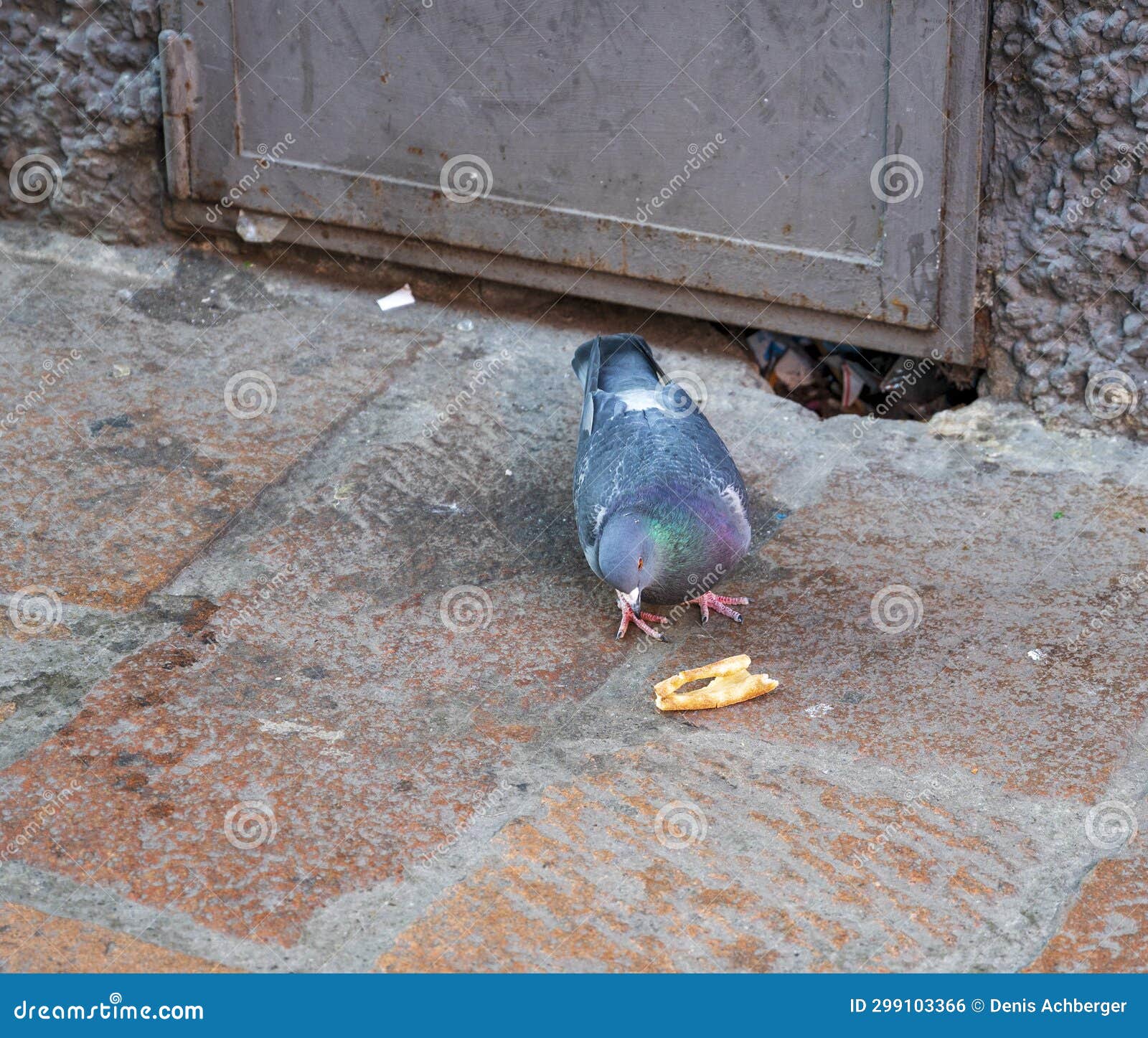 Pigeon Eats Piece of Pastries on Pavement in the City Stock Photo ...