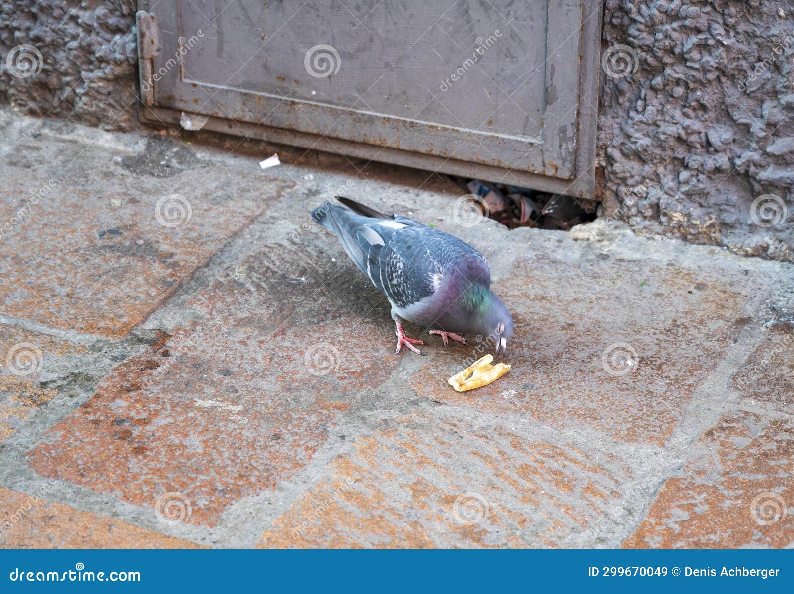 Pigeon Eats Piece of Pastries on Pavement in the City Stock Image ...