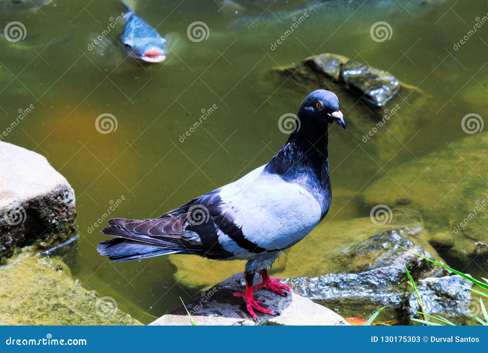 Interior Of A Fish Processing Factory. Female Workers Packing Filleted ...