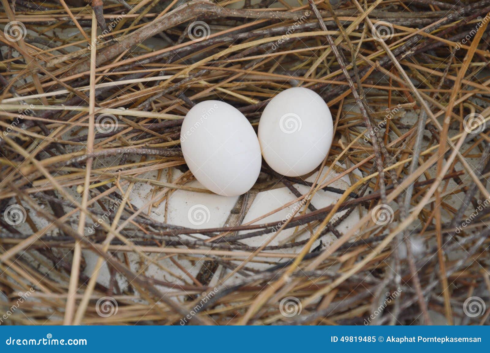 Pigeon egg on the nest stock image. Image of breed, bird - 49819485