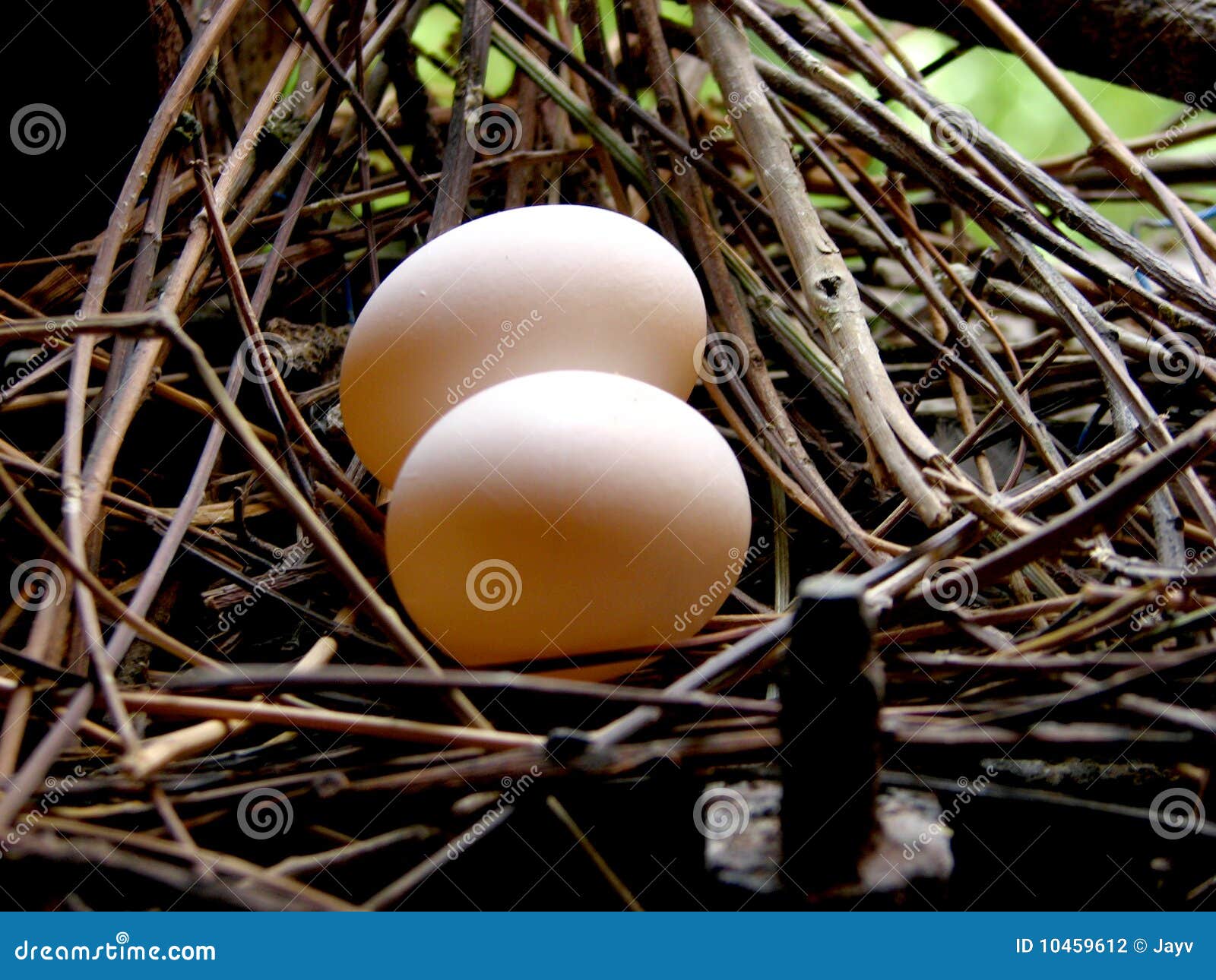 Pigeon Eggs stock photo. Image of life, small, little - 10459612
