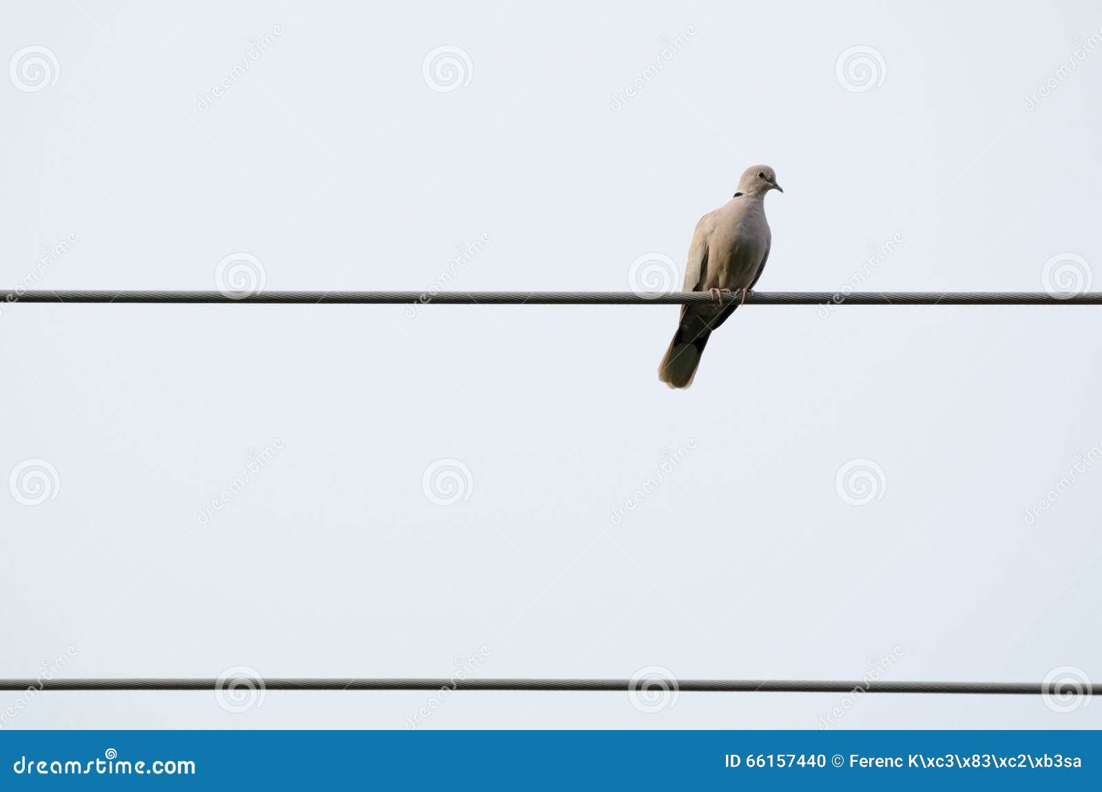 Pigeon on Electric Wire stock photo. Image of ornithology - 66157440