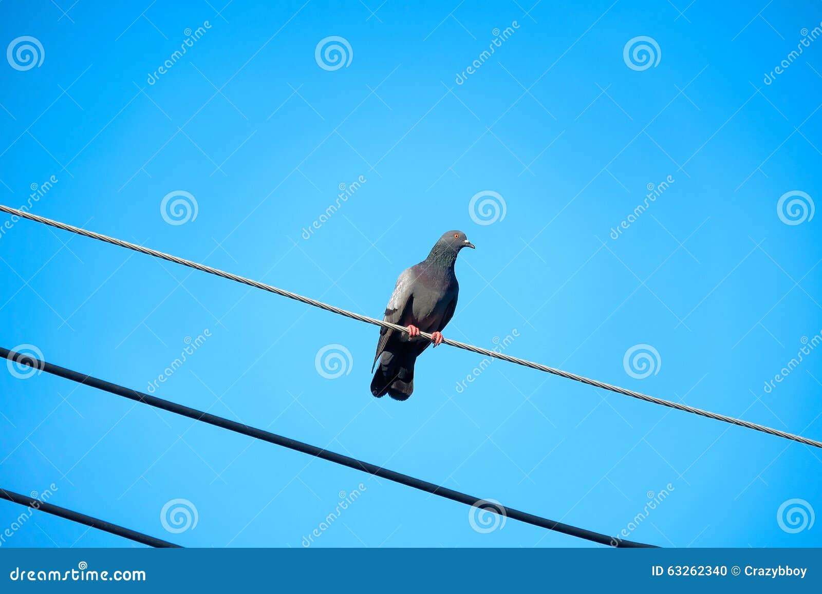 Pigeon on the Electrical Cable Stock Photo - Image of cable, bird: 63262340