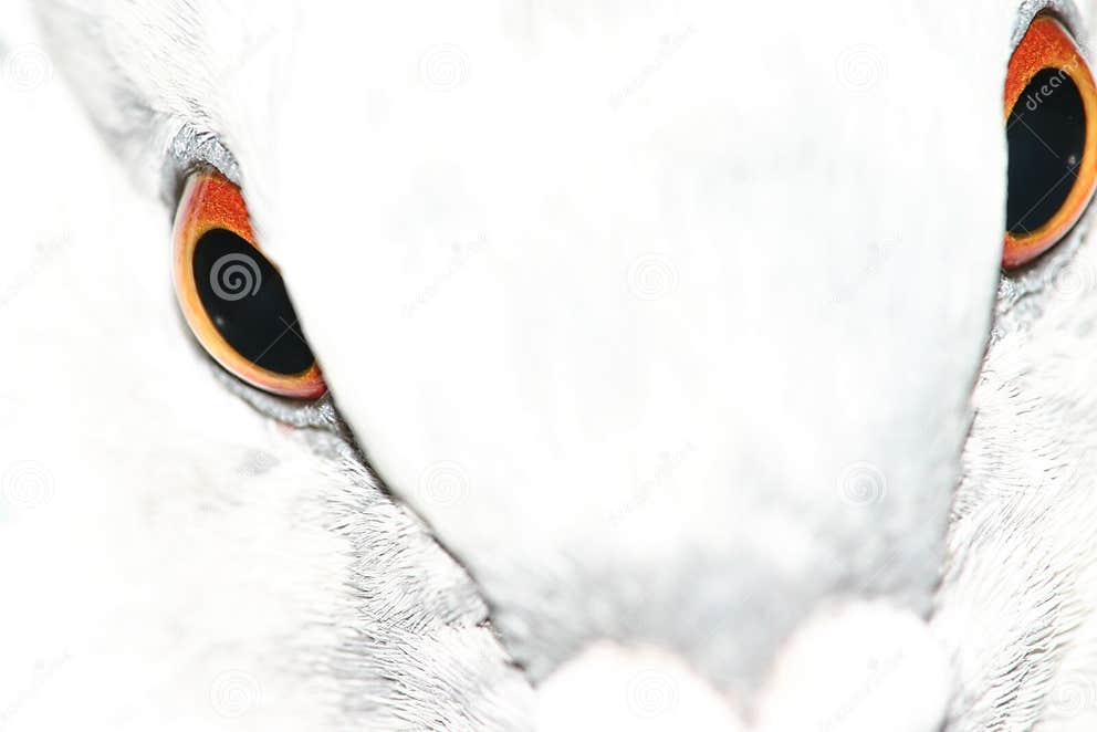 Pigeon eyes stock image. Image of rock, looking, overexposed - 283485