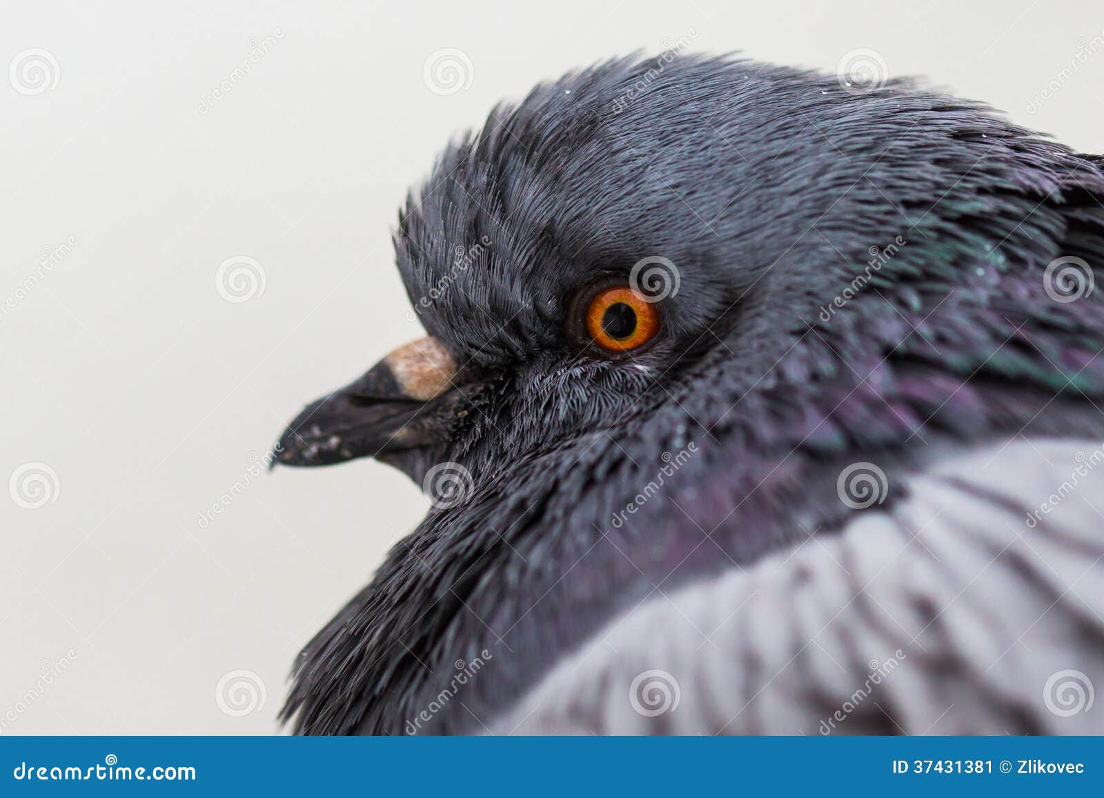 Pigeon Face