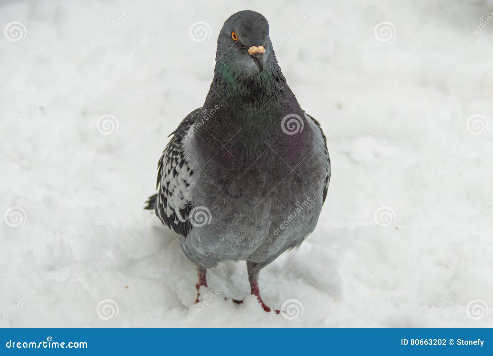 Pigeon Facing the Camera Front Stock Photo - Image of species, bird ...