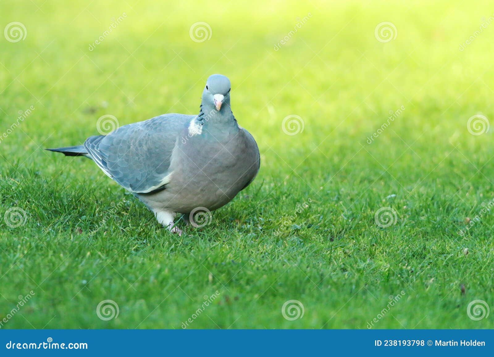 Pigeon facing the camera stock photo. Image of green - 238193798