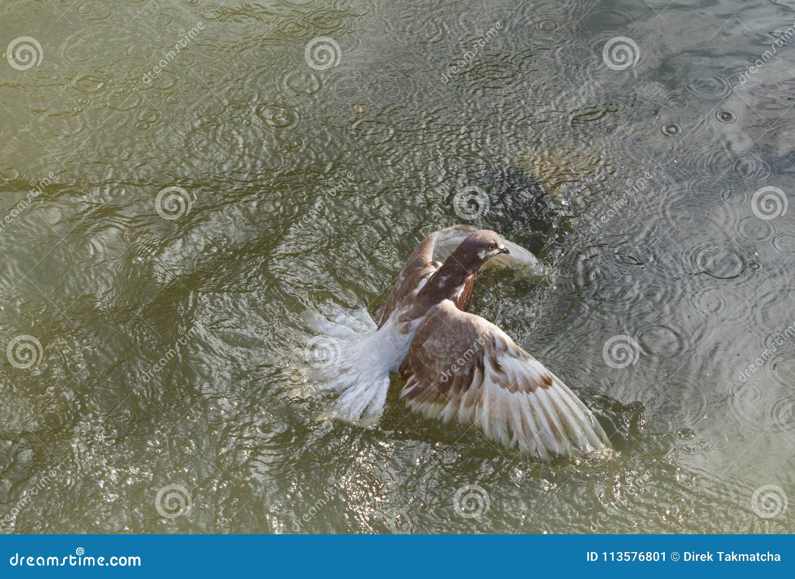 Pigeon fall in to water stock image. Image of bird, fall - 113576801