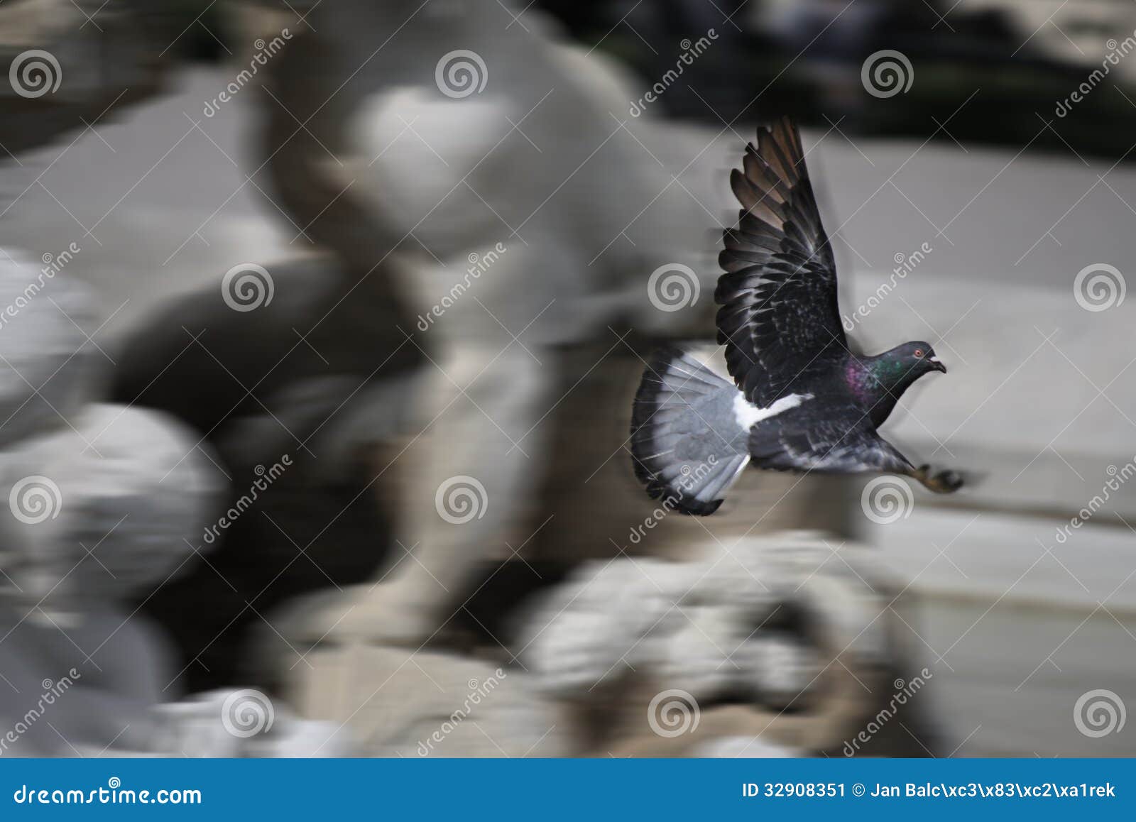 Pigeon fast flight stock image. Image of bird, flight - 32908351