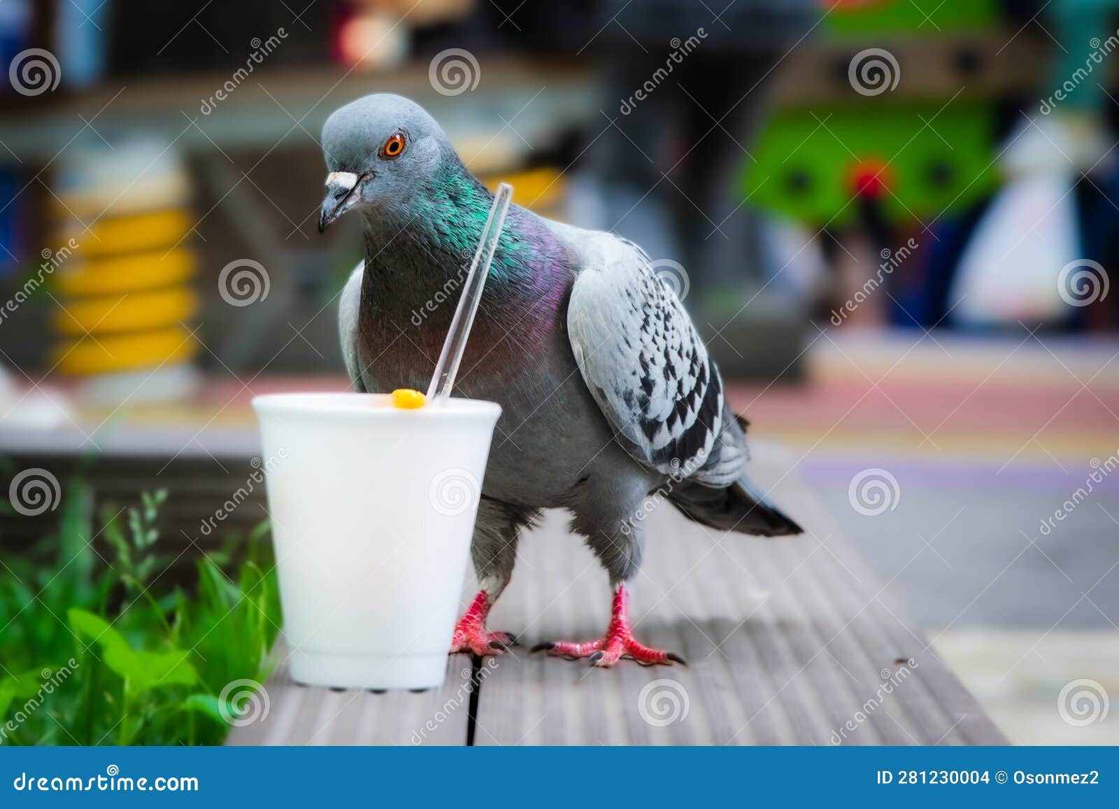 Pigeon Feeding from a Glass on the Street Stock Photo - Image of wing ...
