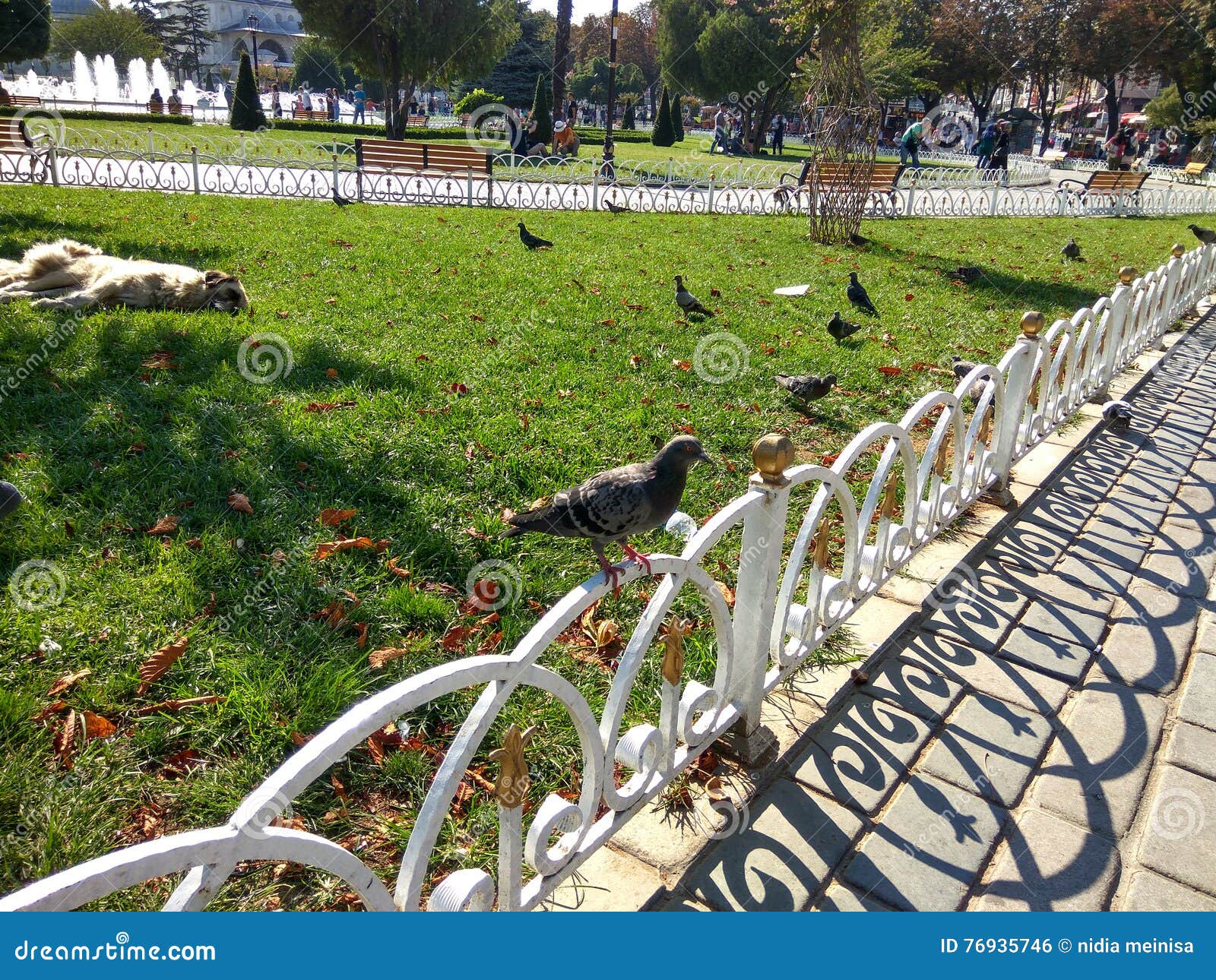 The pigeon stock photo. Image of garden, pigeon, fence - 76935746