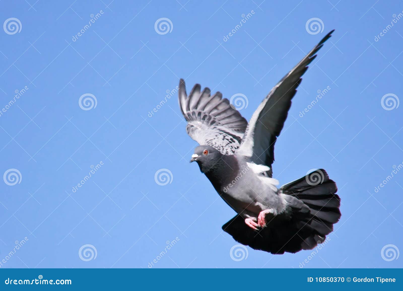 Pigeon in flight stock photo. Image of popular, wildlife - 10850370