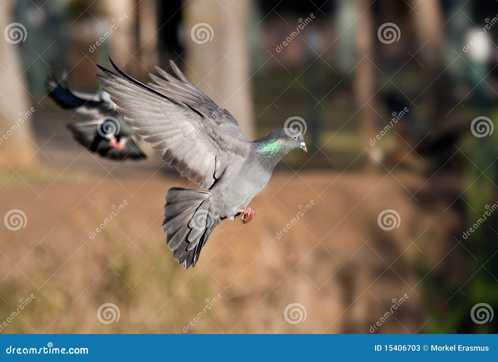 Pigeon in flight stock image. Image of park, wings, feed - 15406703