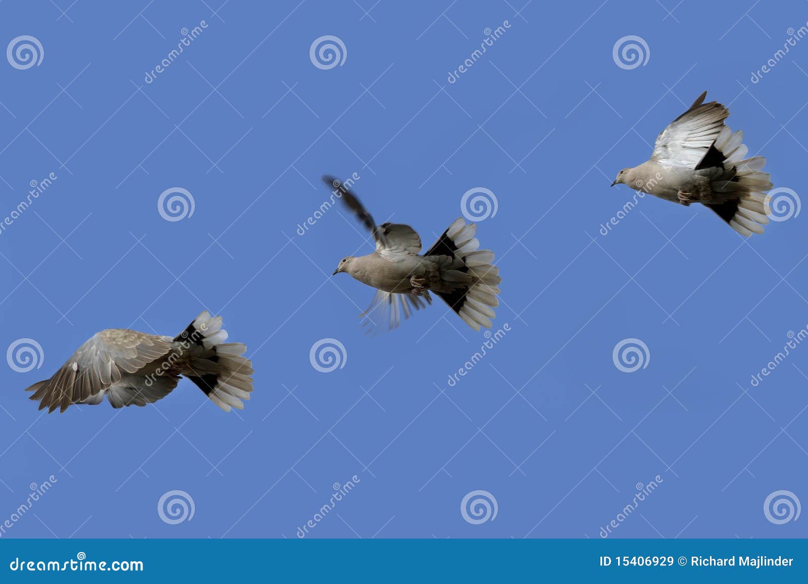 Pigeon in flight stock image. Image of beak, bird, wings - 15406929