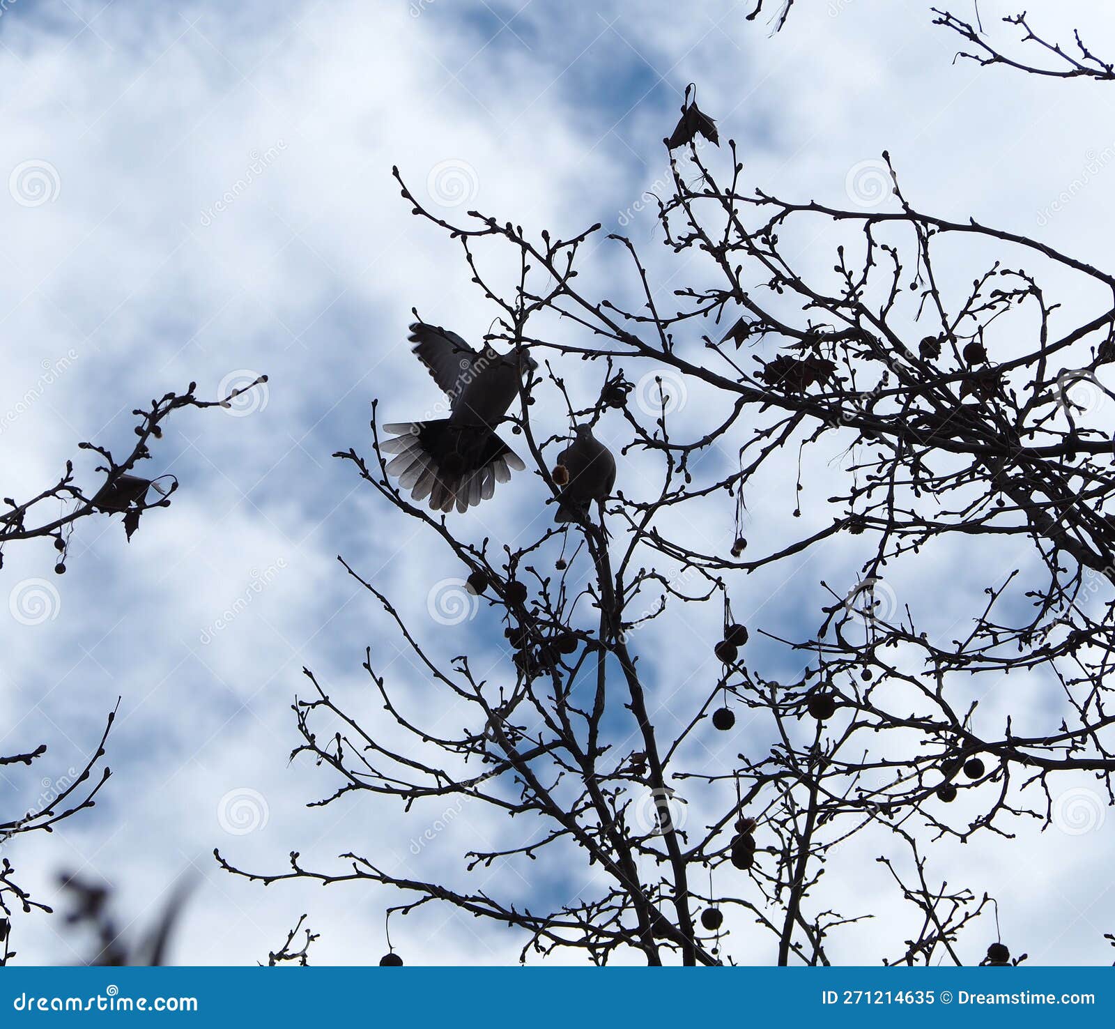 Pigeons on the Branches of a Tree Stock Image - Image of birds, pigeon ...