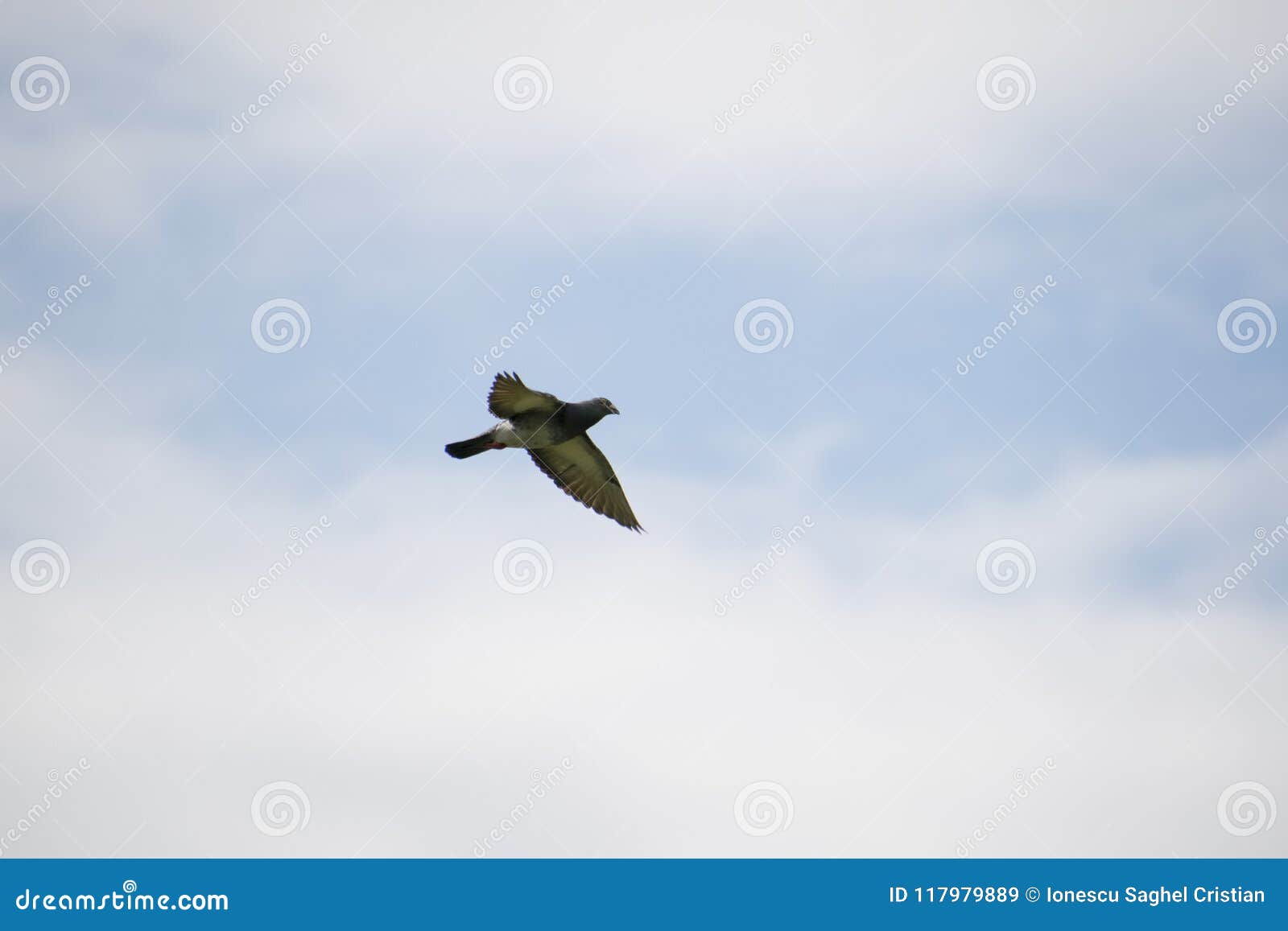 Perfect in flight stock image. Image of pilot, pigeon - 117979889