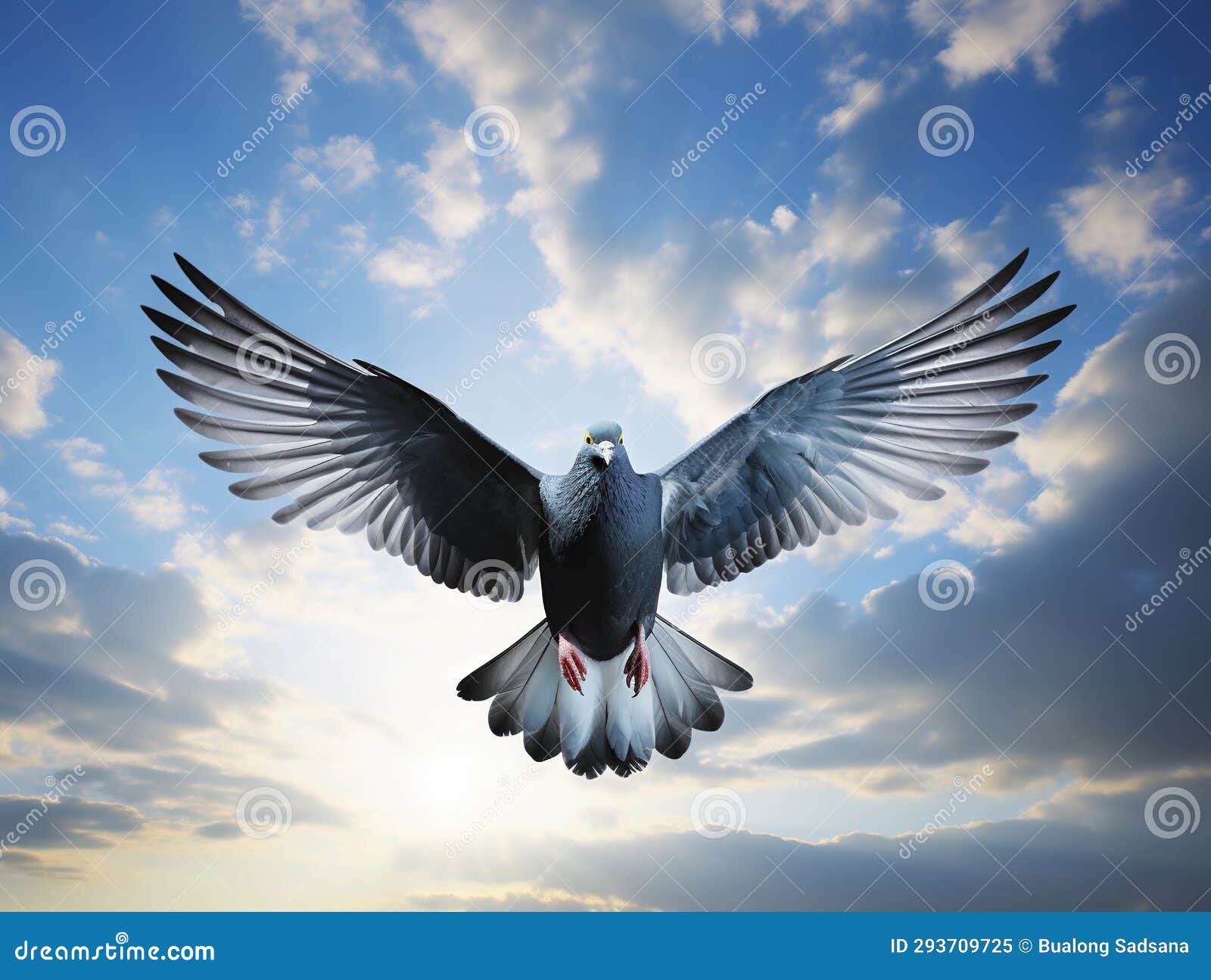 Pigeon in flight stock illustration. Illustration of imagine - 293709725