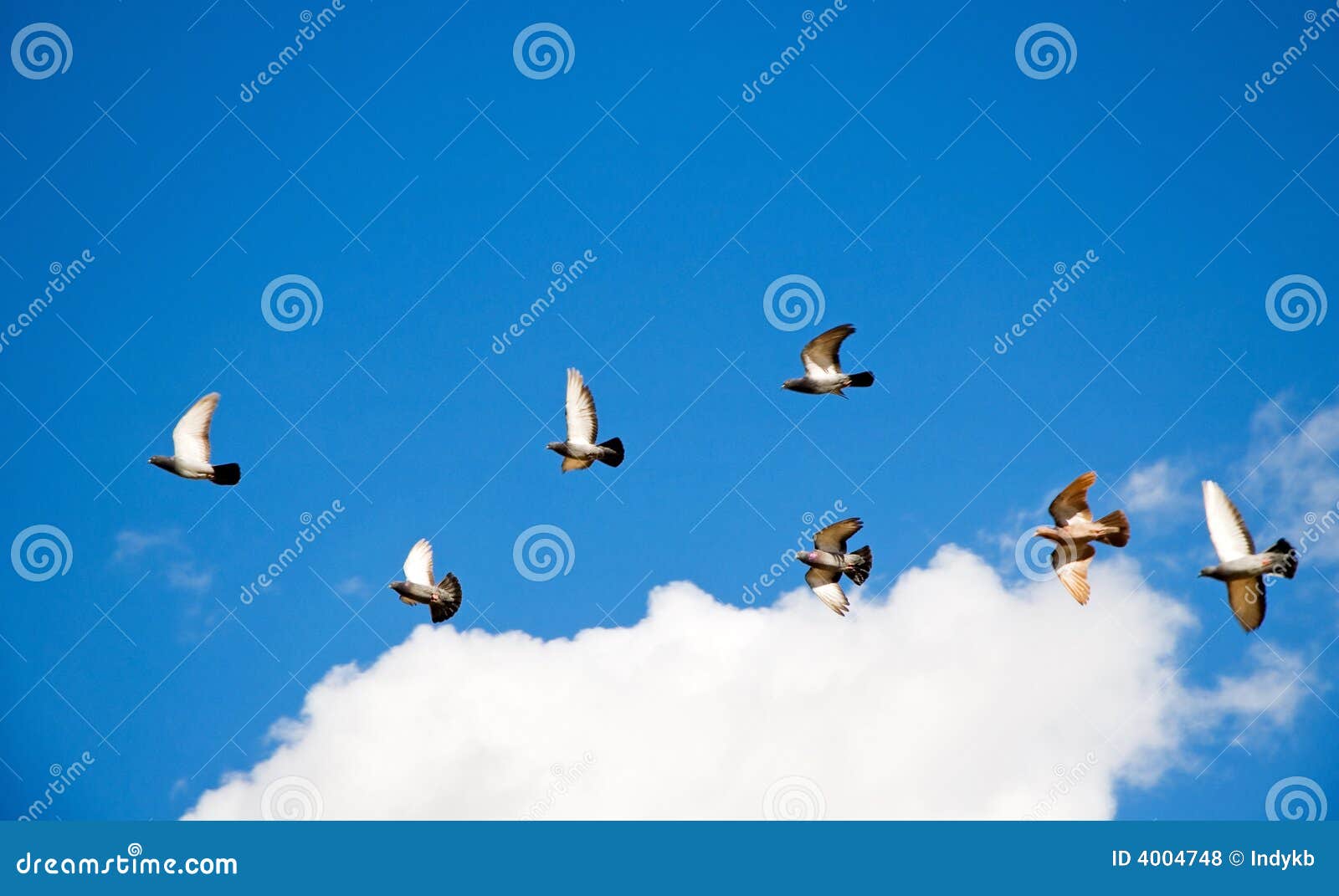 Pigeon Flock stock photo. Image of birds, together, high - 4004748