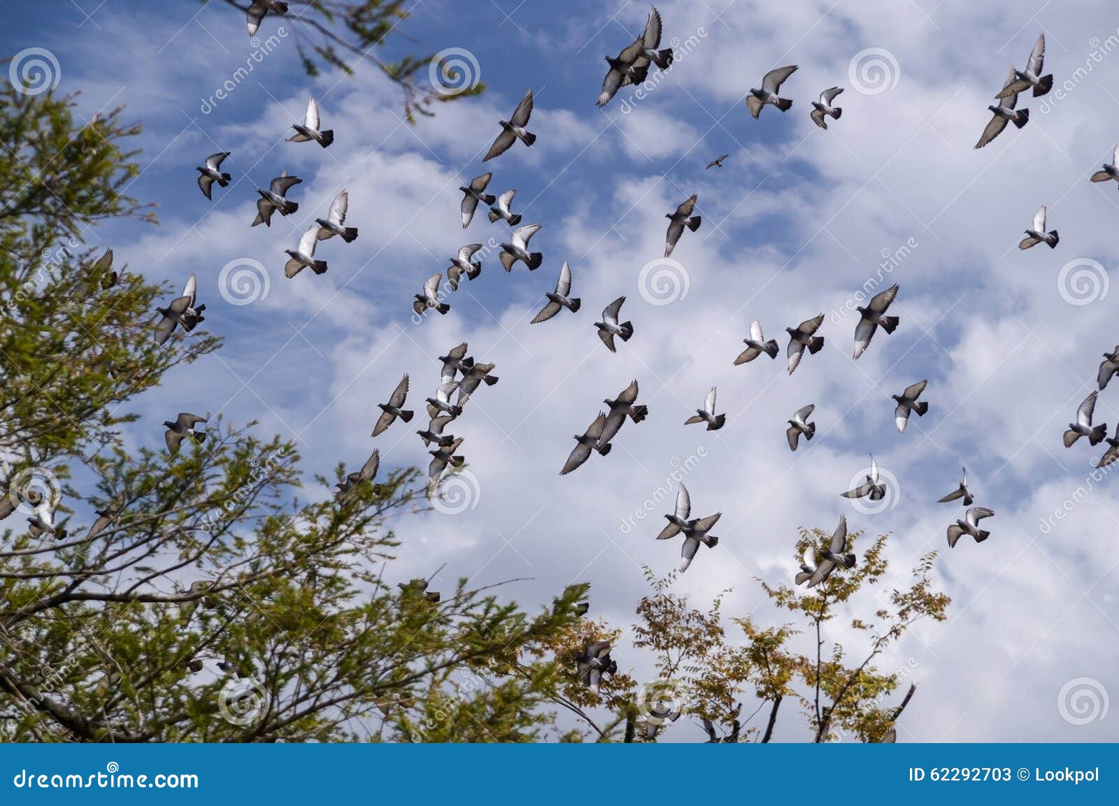 Pigeon flock stock image. Image of trees, pattern, bird - 62292703