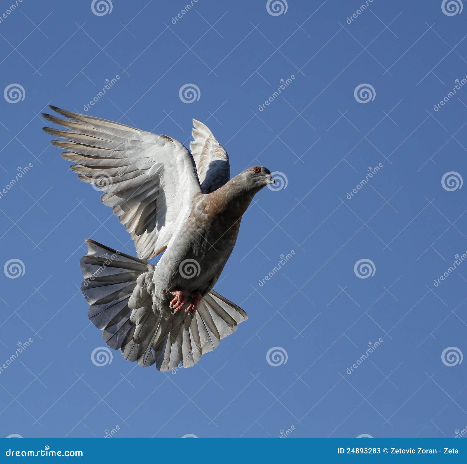 Pigeon Fly In The Sky Stock Photos - Image: 24893283