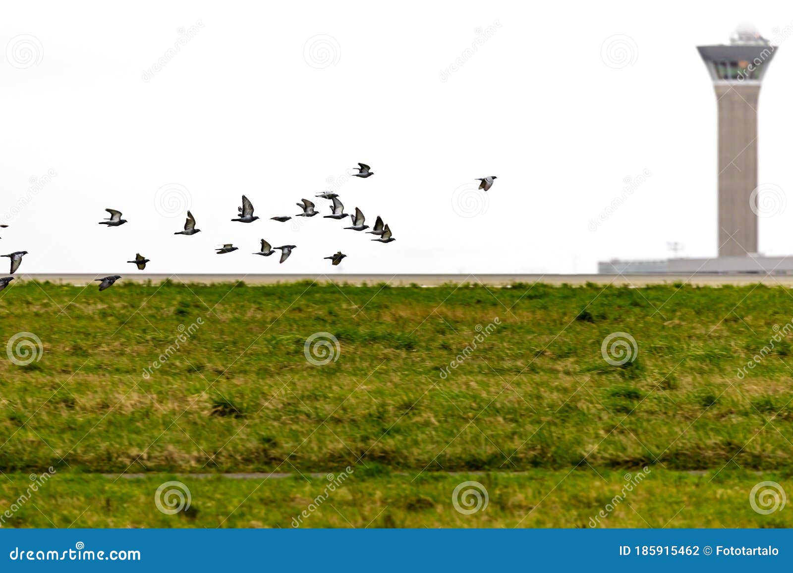 Pigeon Flying Over Airport with Control Tower on the Background Stock ...